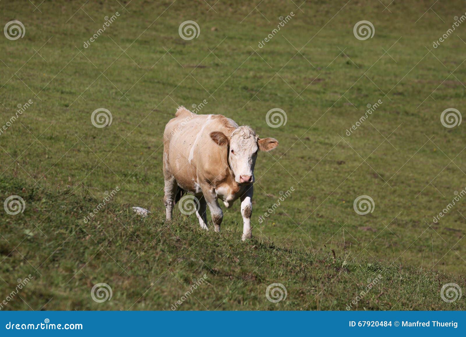 Simmental Cow in Switzerland Stock Photo - Image of pets, swiss: 67920484