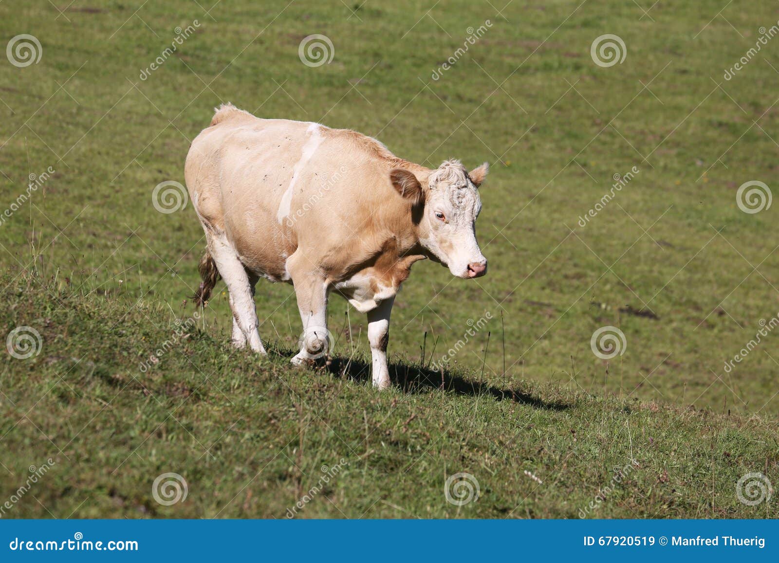 Simmental Cow in Switzerland Stock Image - Image of autumn, clear: 67920519