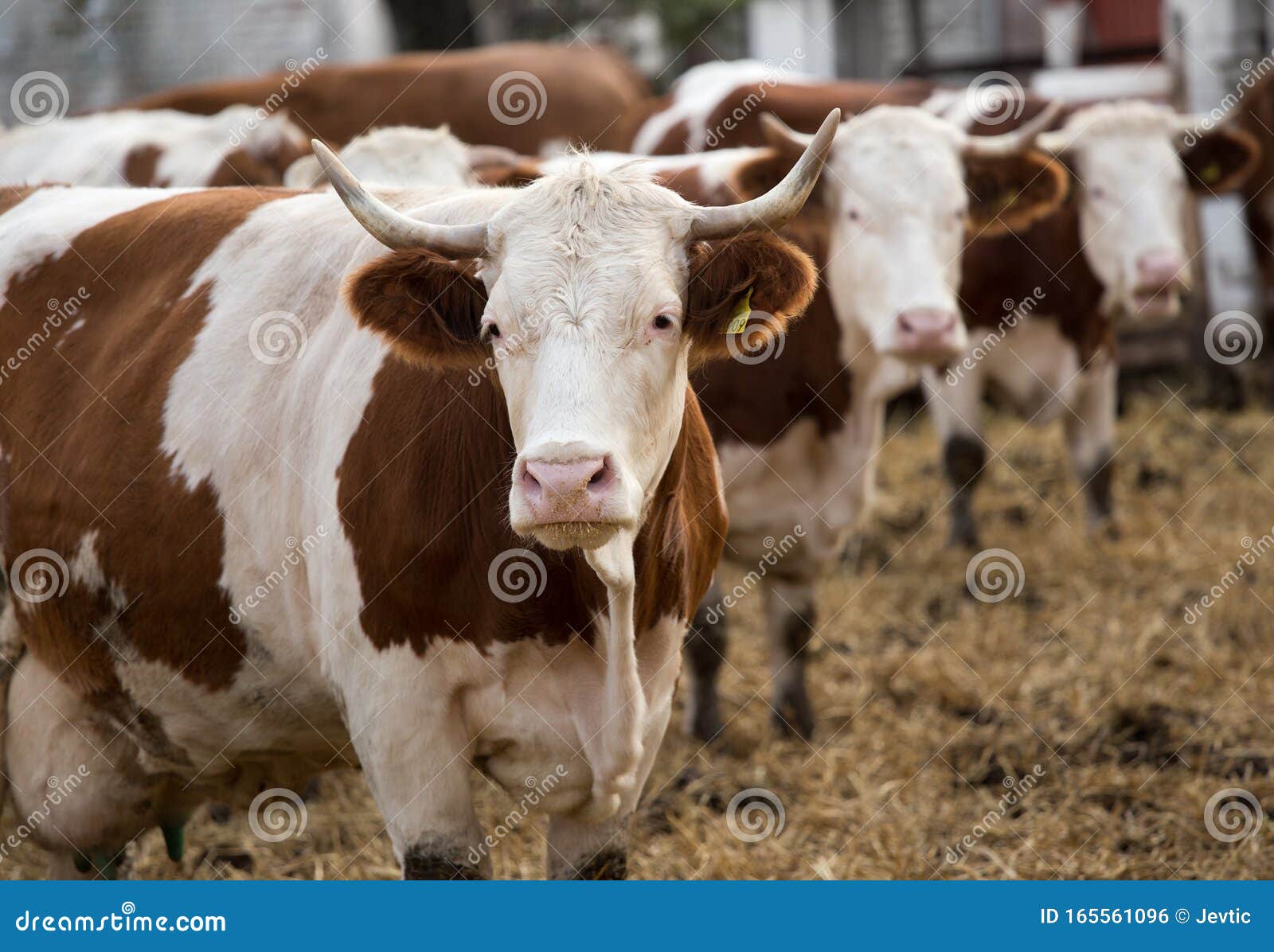 Simmental Cows Stock Photos - Download 416 Royalty Free Photos