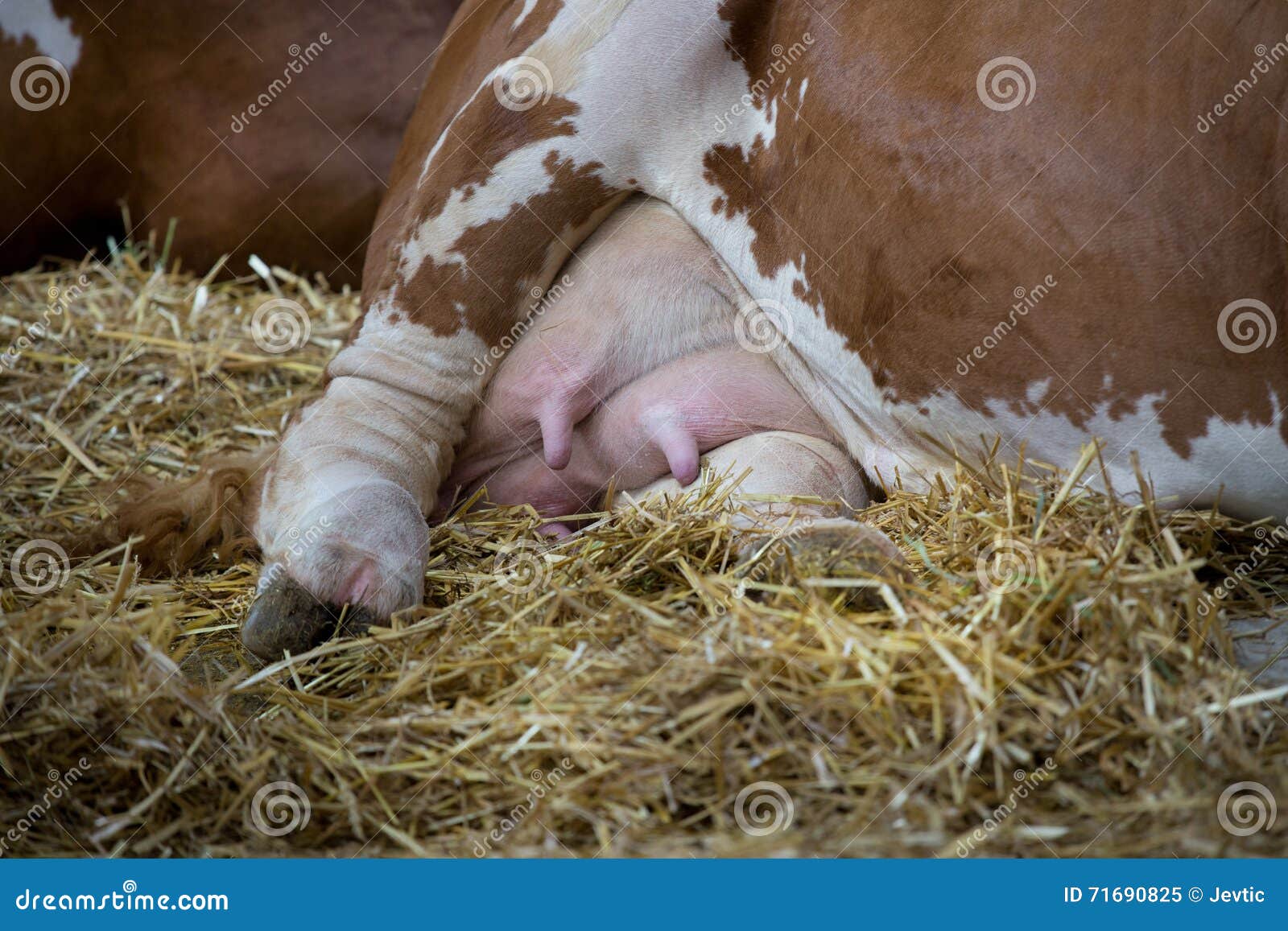 Simmental De Uier Van De Koe Stock Afbeelding - Image of binnenlands ...