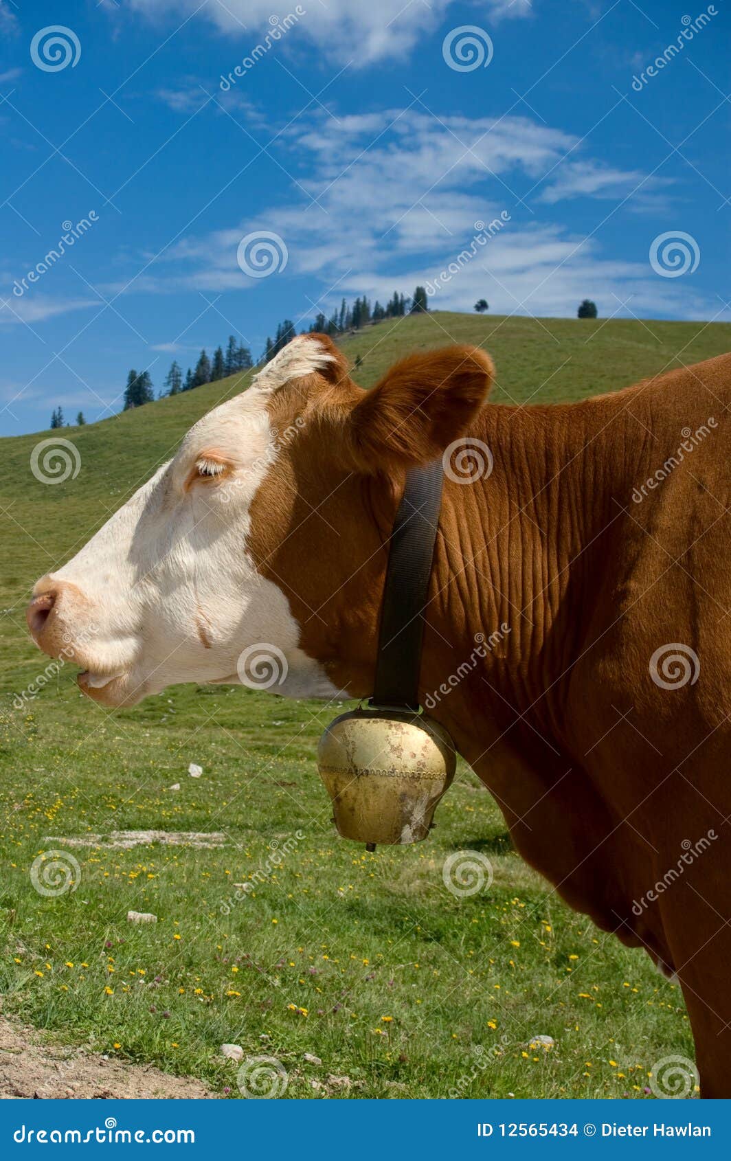 Simmental Koe met Klok stock foto. Image of klok, weide - 12565434