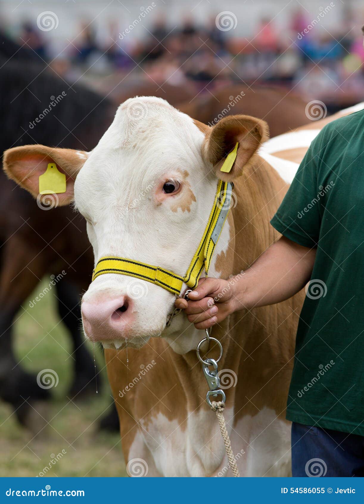 Simmental koe op leiband stock afbeelding. Image of halster - 54586055