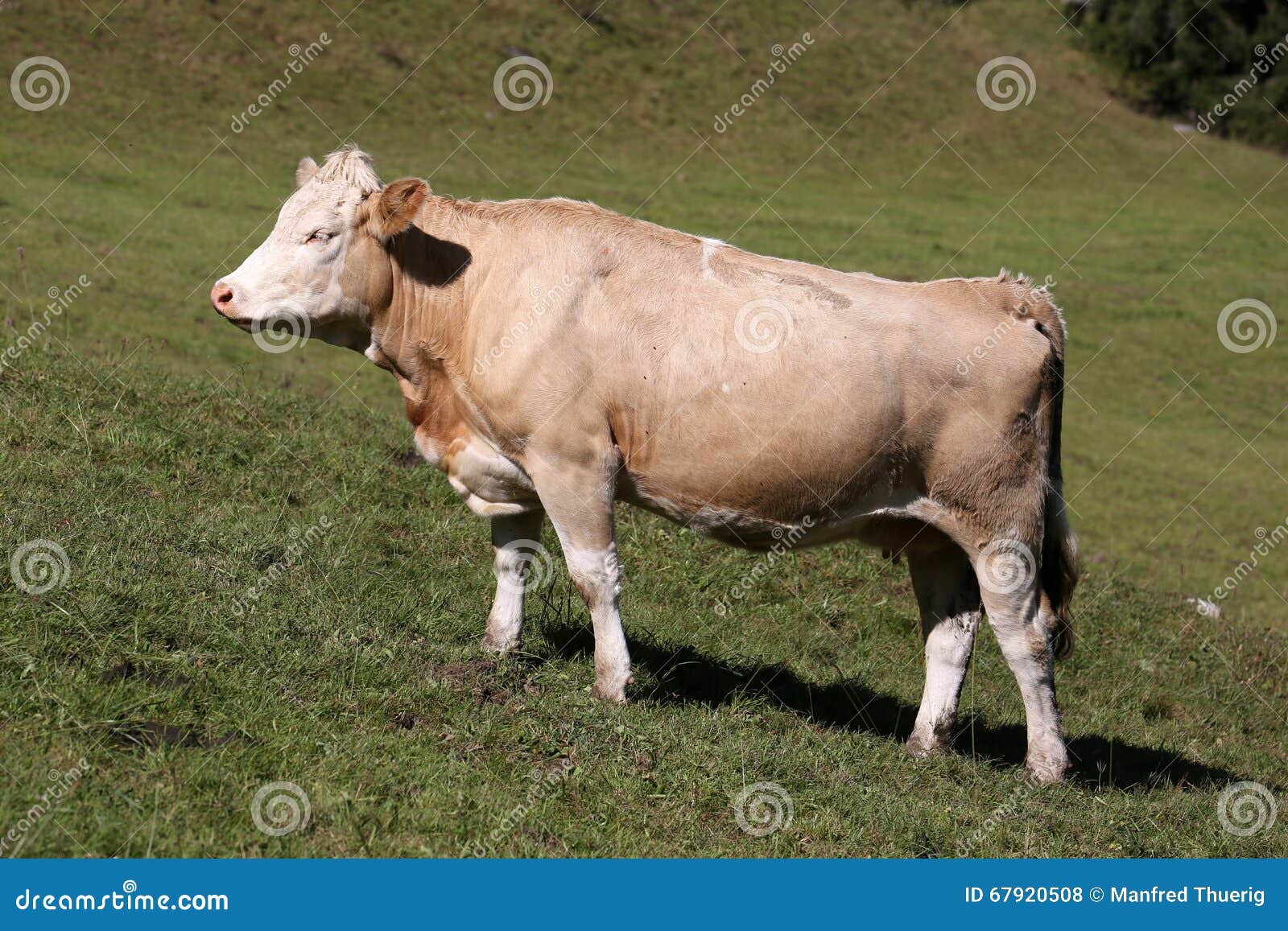 Simmental Koe in Zwitserland Stock Foto - Image of dier, neus: 67920508
