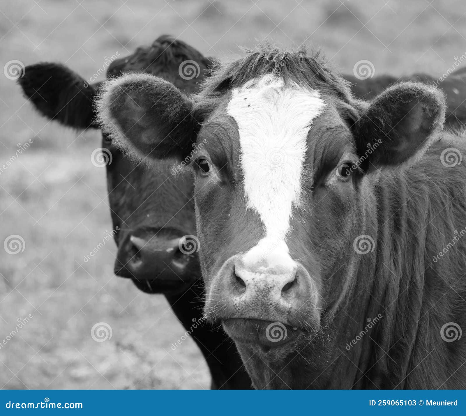 Simmental is One of the Oldest and Most Recognized Cattle Breeds Stock ...