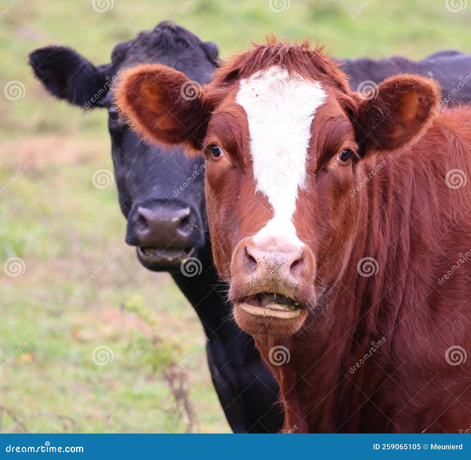 Simmental is One of the Oldest and Most Recognized Cattle Breeds Stock ...