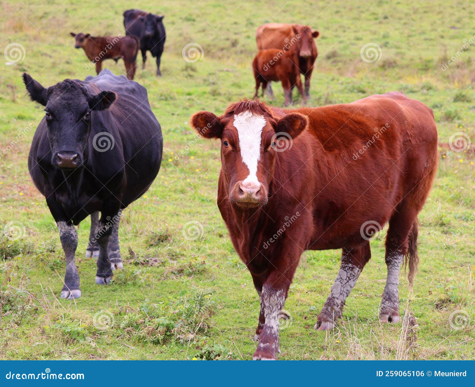 Simmental is One of the Oldest and Most Recognized Cattle Breeds Stock ...