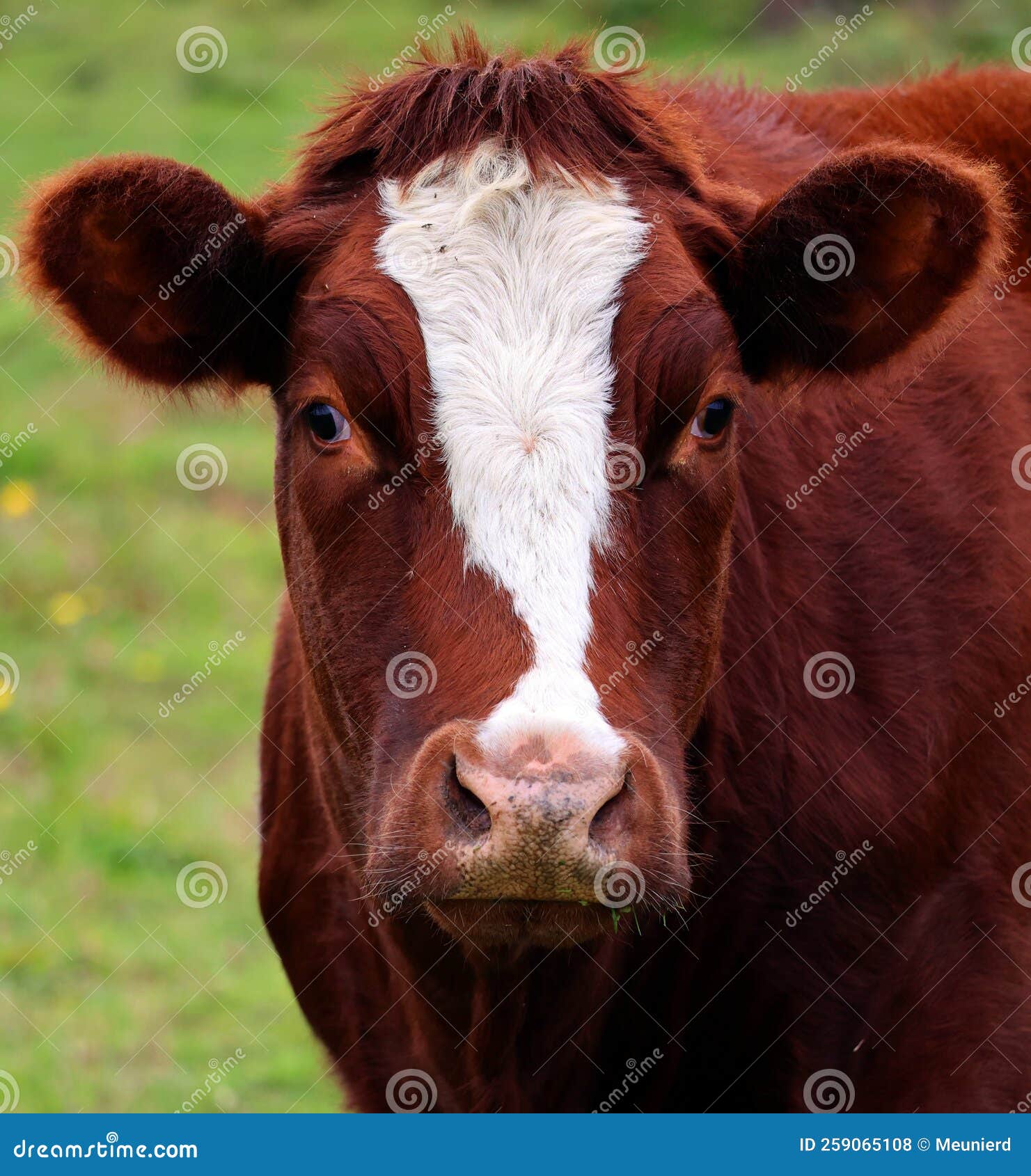 Simmental is One of the Oldest and Most Recognized Cattle Breeds Stock ...