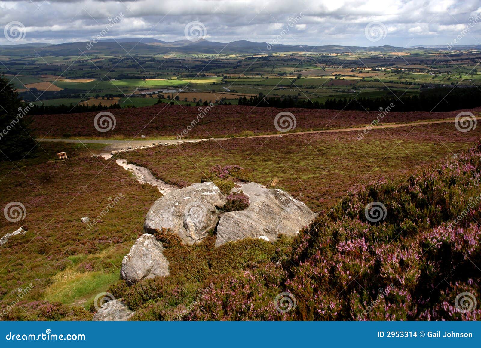 Simonside Hills Northumberland Stock Photo - Image of august, flowering ...