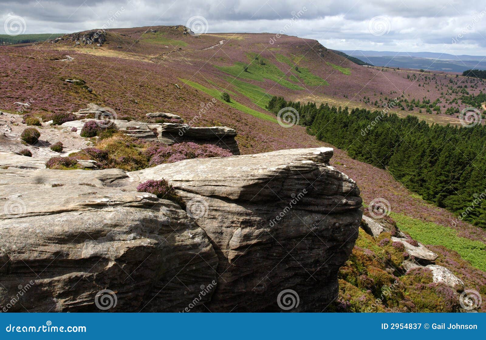 Simonside Hills Northumberland Stock Image - Image of flowering ...