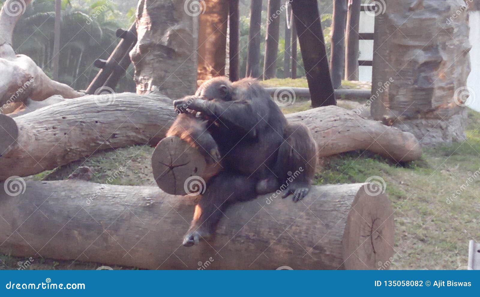 Simpanji Stock Photos - Free & Royalty-Free Stock Photos from Dreamstime