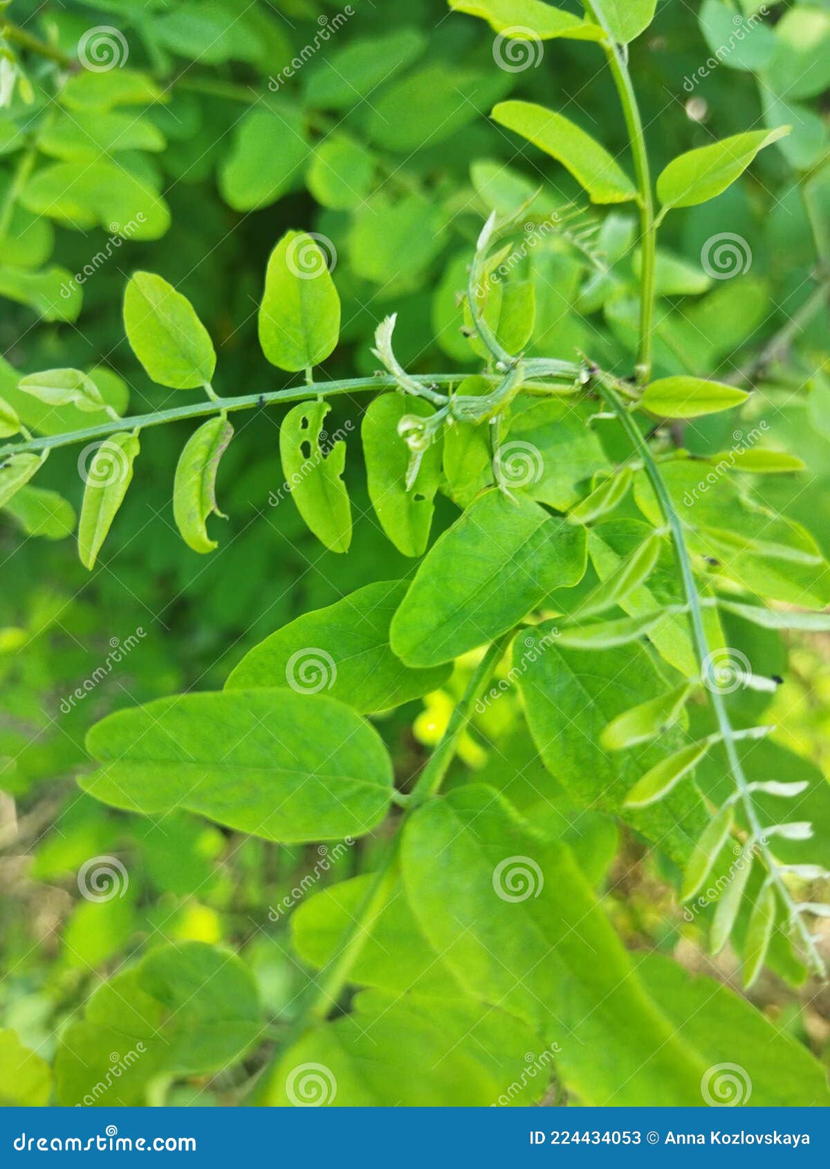Simple Acacia leaves stock image. Image of leaves, acacia - 224434053