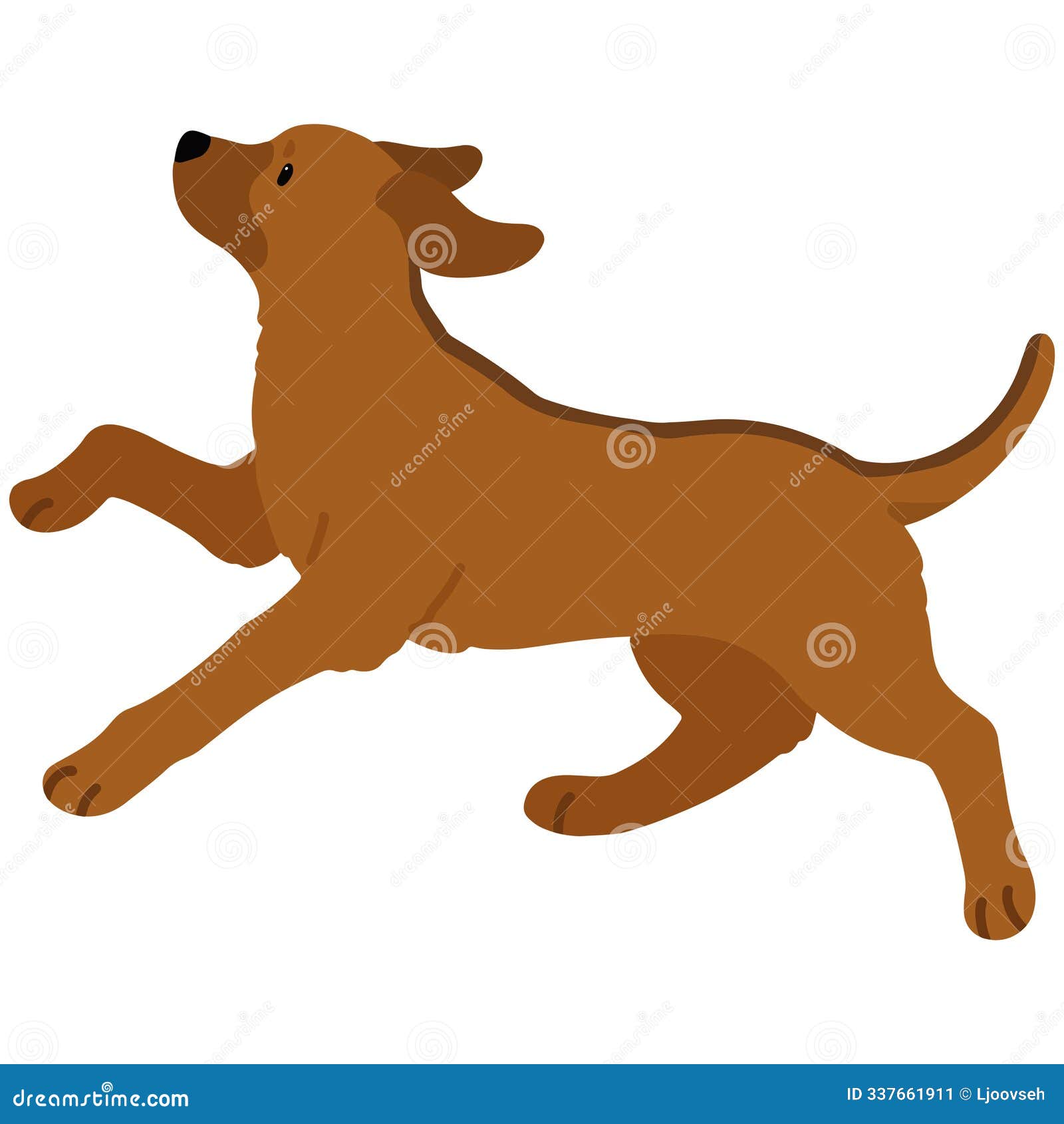 Simple and Adorable Rhodesian Ridgeback Running in Side View Stock ...