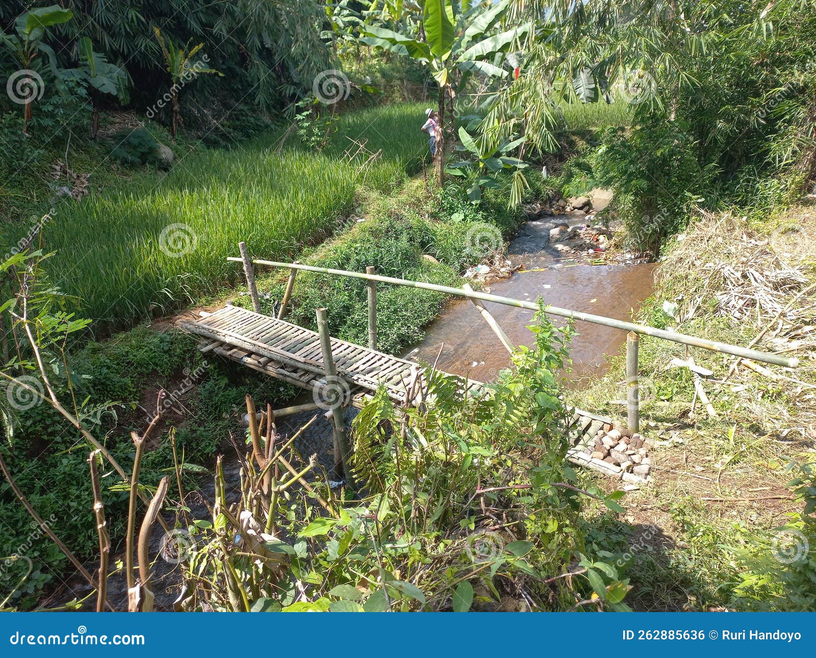 Simple bamboo bridge stock photo. Image of soil, plant - 262885636