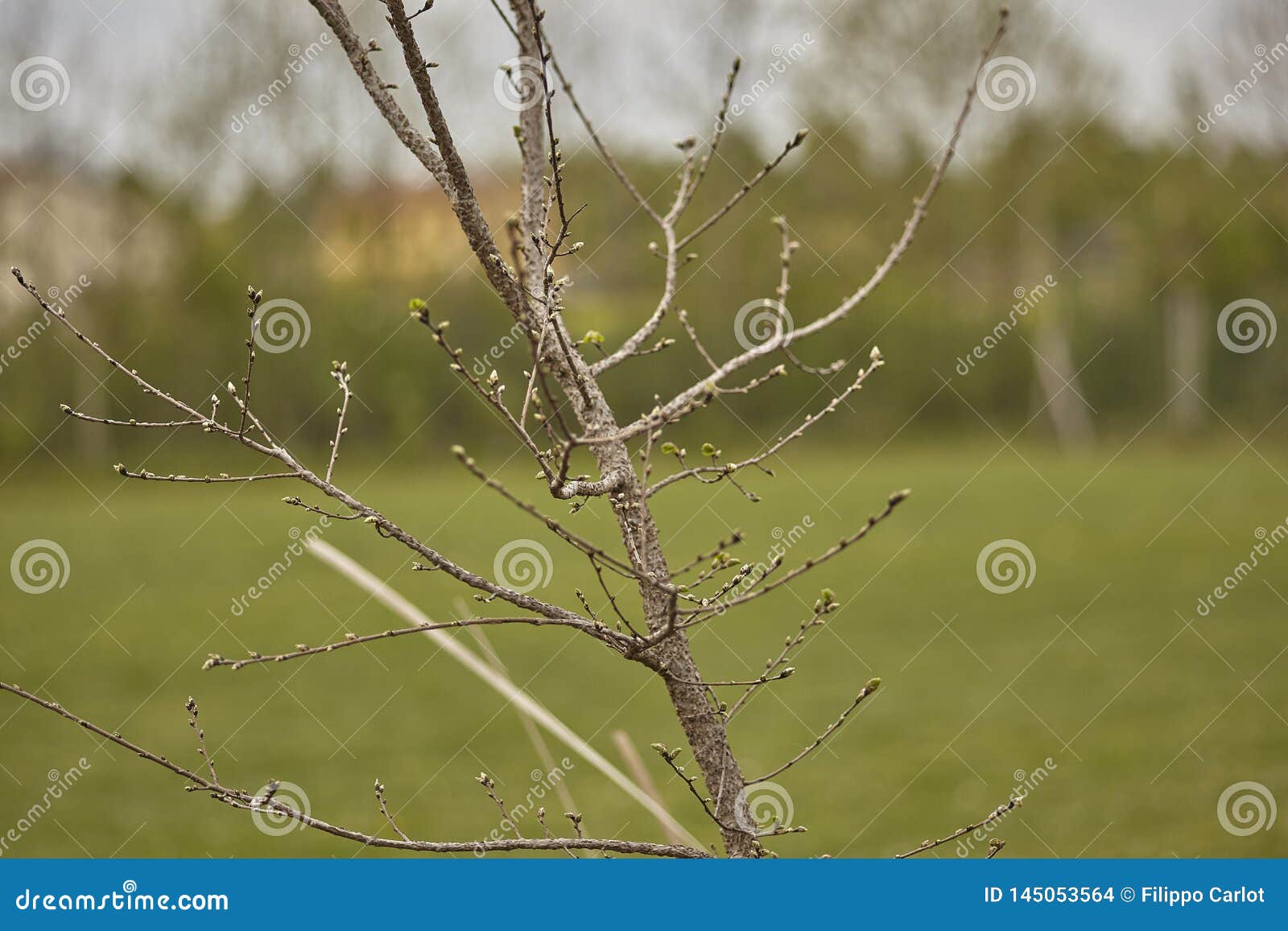 A simple bare branch stock photo. Image of bare, cloudy - 145053564
