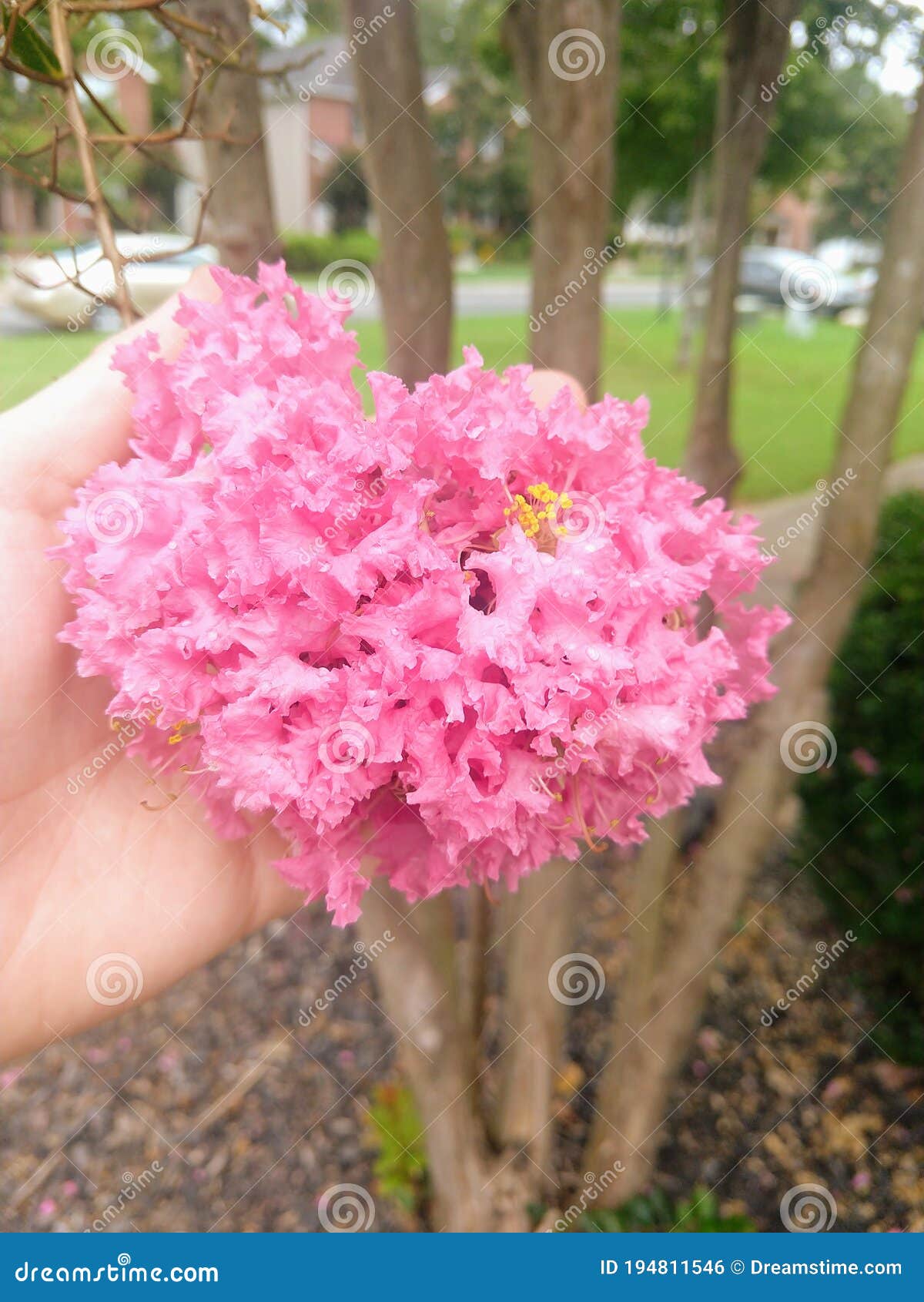 A Simple Beautiful Crepe Myrtle Bloom Stock Photo - Image of simple ...
