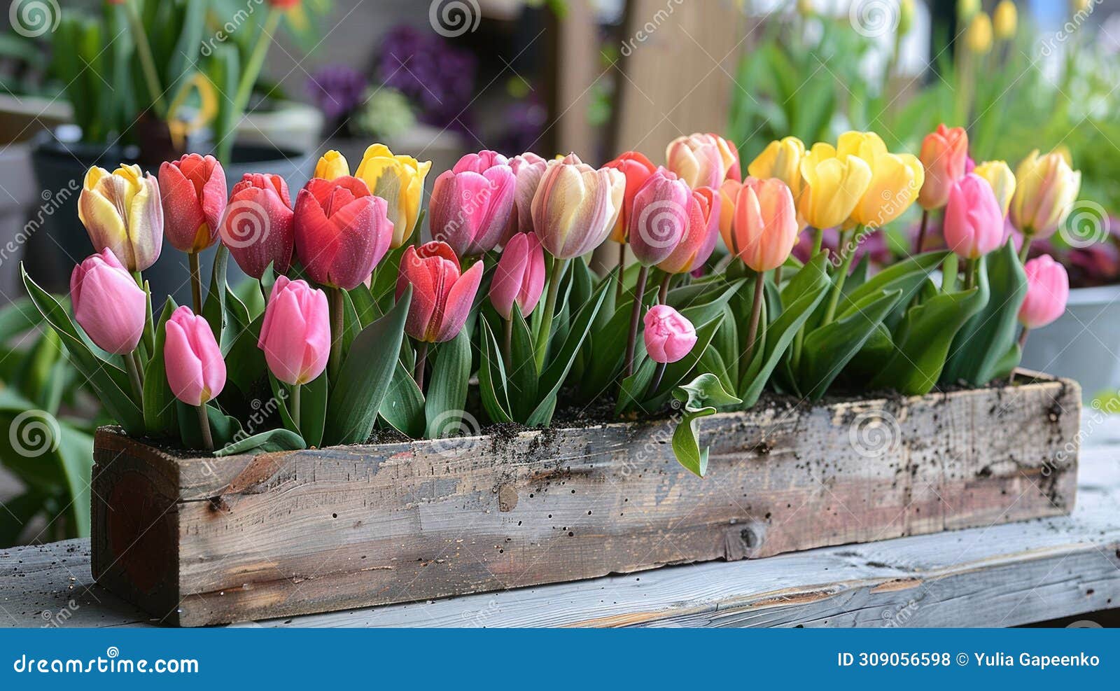 A Simple, yet Beautiful Design with a Row of Tulips at the Bottom Stock ...