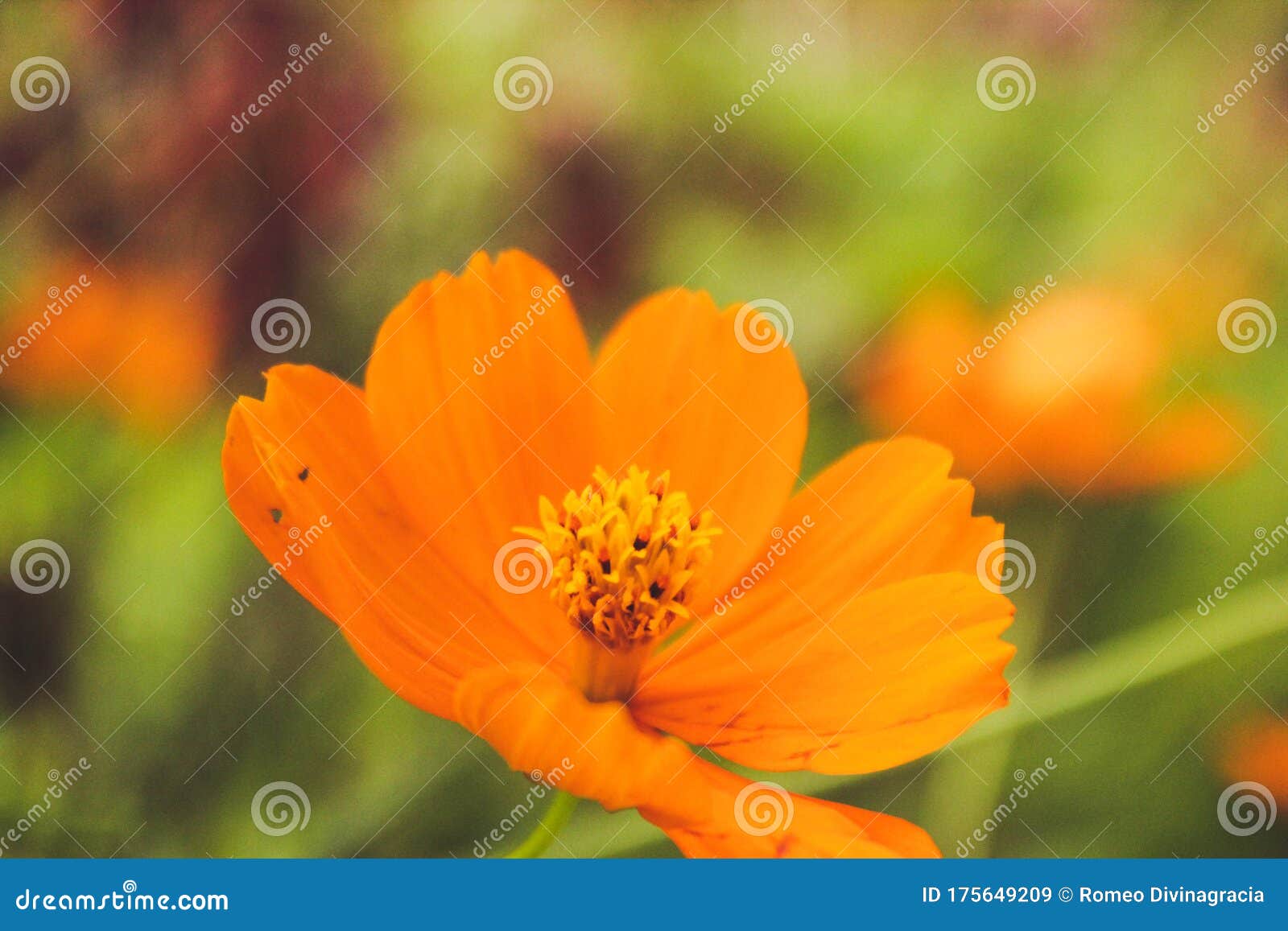 Simple but Beautiful Flower Stock Image - Image of beautiful, orange ...