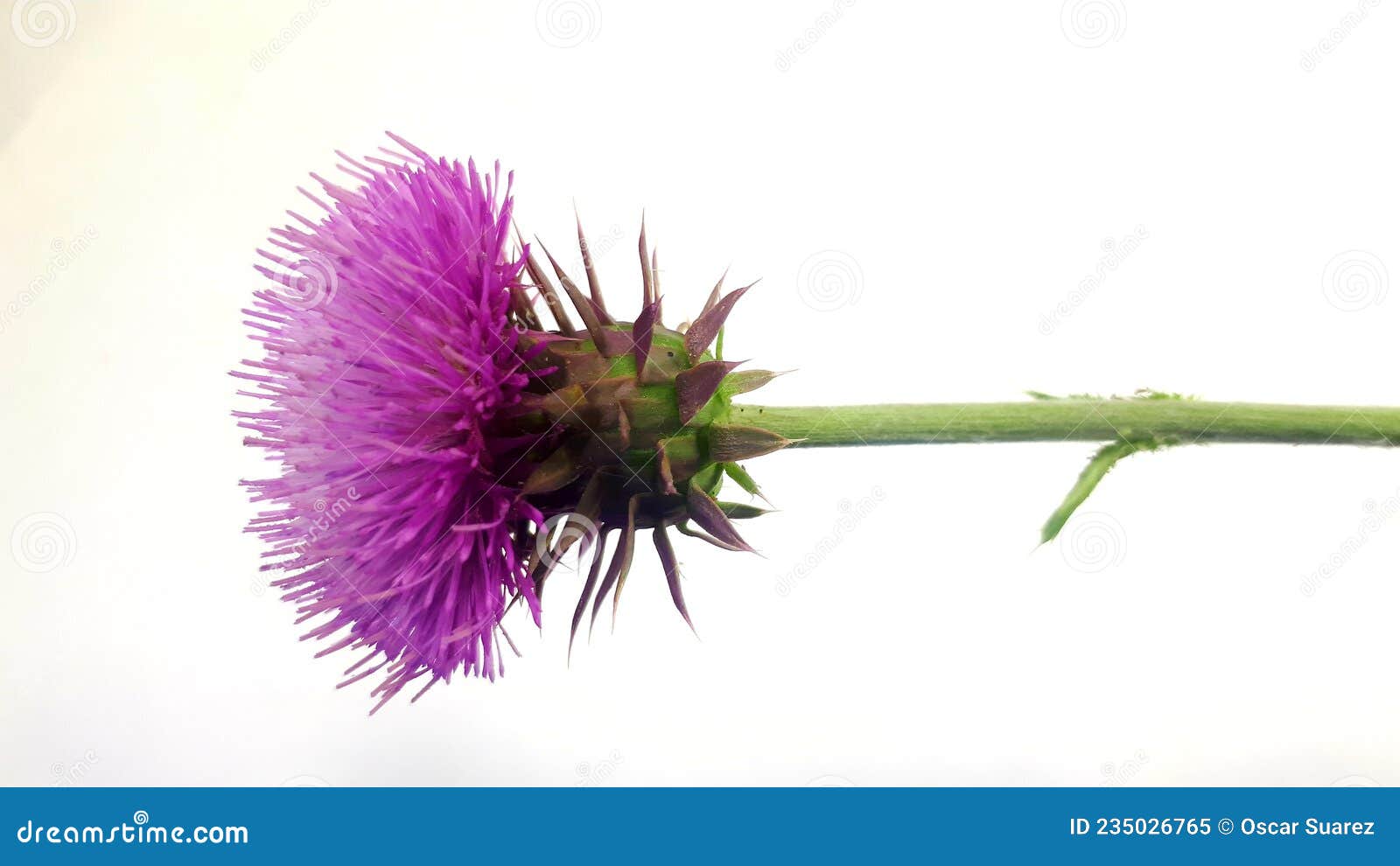 A Simple and Beautiful Thistle Flower with a Long Stem, Blooming ...