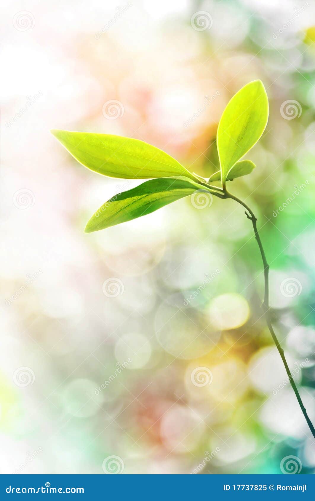 Simple beauty stock image. Image of abstract, copy, fresh - 17737825