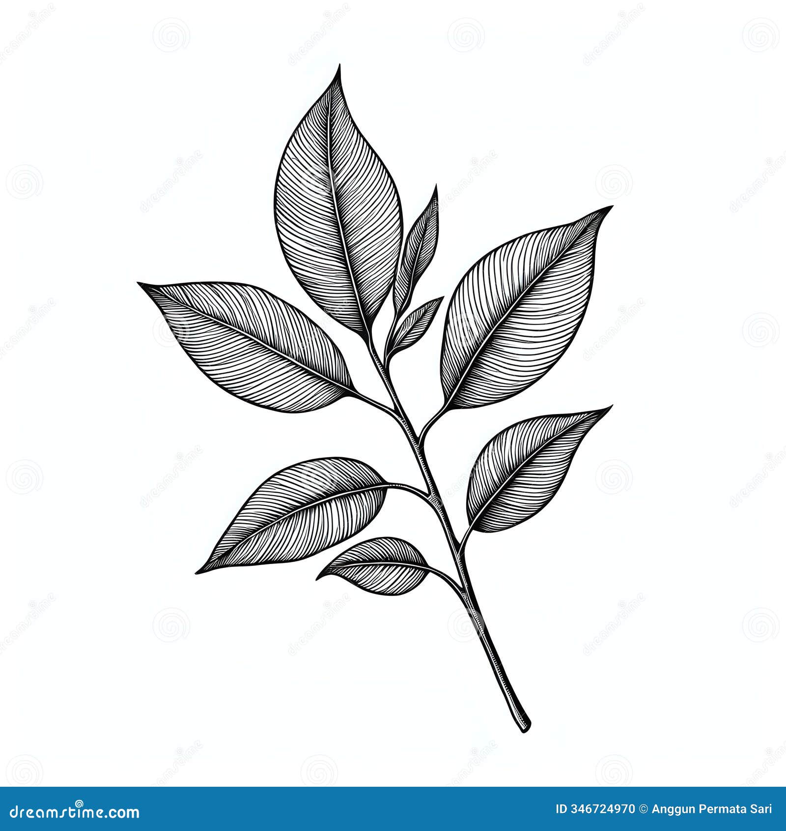 Simple Black and White Drawing of a Sprig of Leaves with Delicate ...