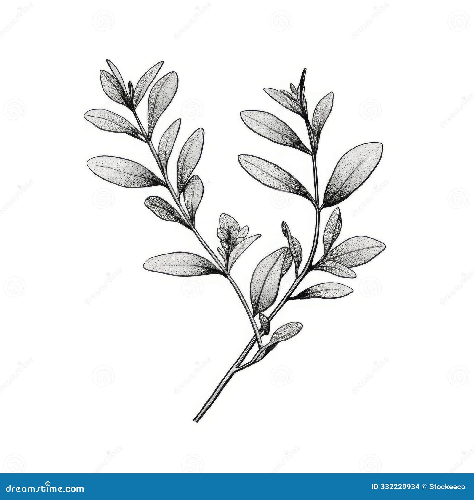 Simple Black and White Vector Drawing of Thyme Leaf Stock Illustration ...