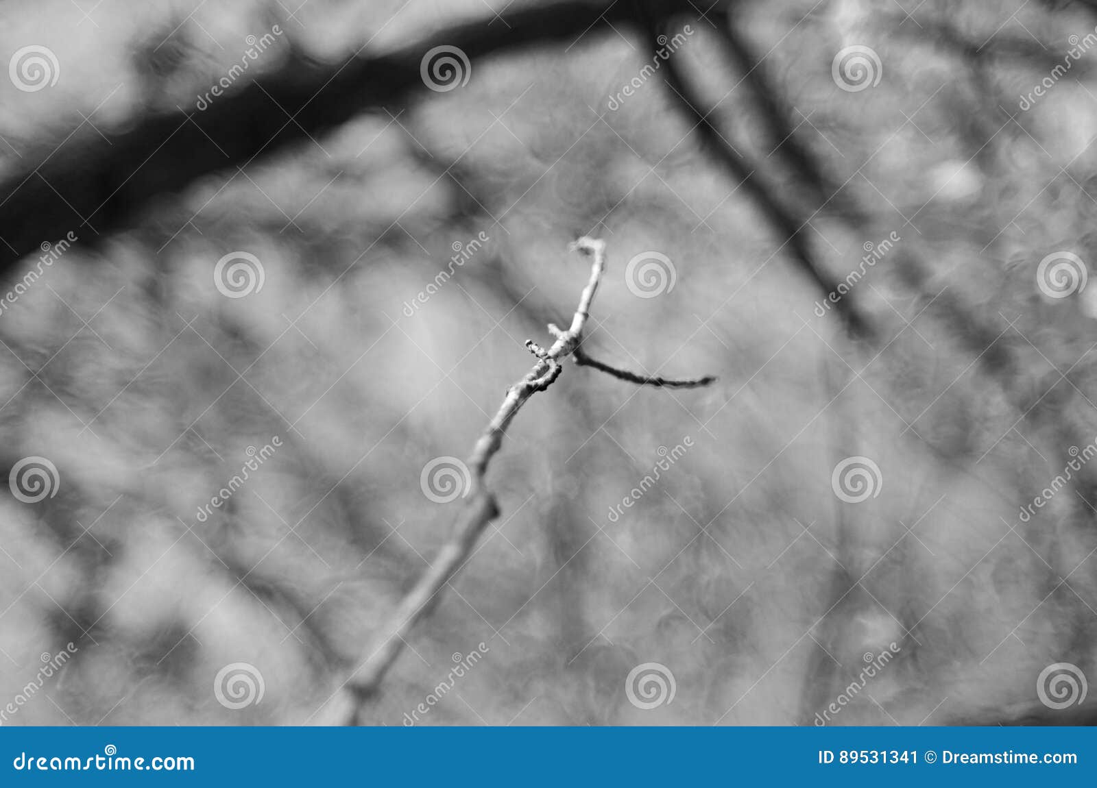 A Simple Branch stock image. Image of bright, light, tree - 89531341
