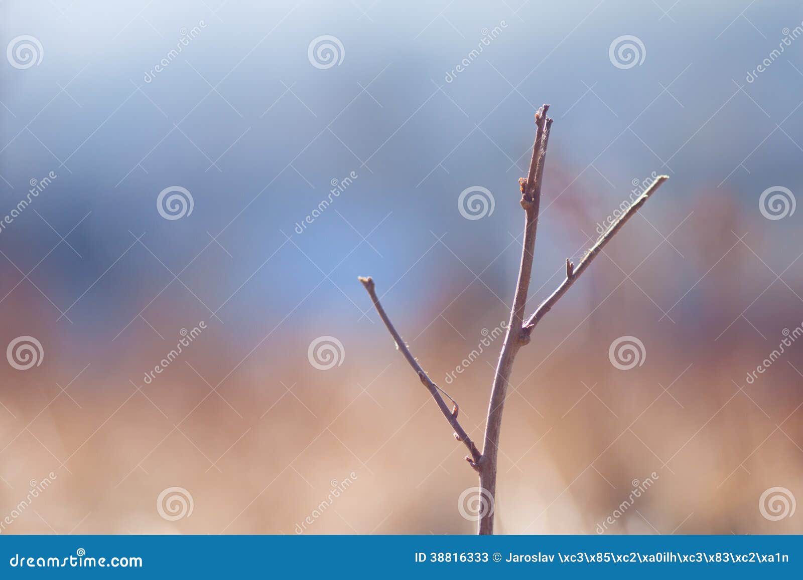23,661 Simple Branch Stock Photos - Free & Royalty-Free Stock Photos ...
