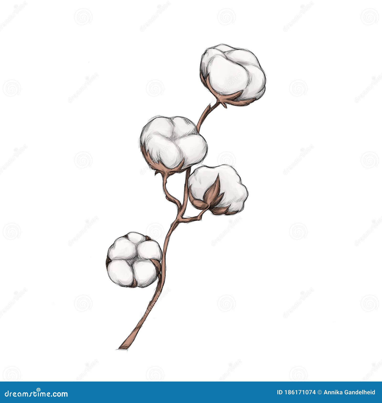 Simple branch with cotton stock illustration. Illustration of plant ...