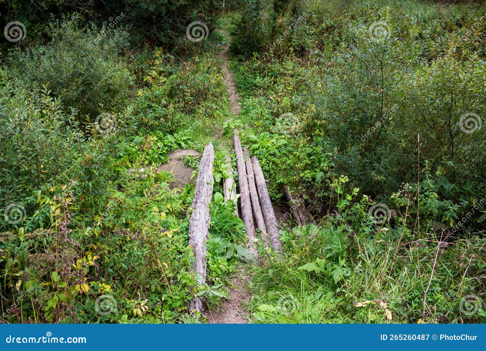 A Simple Bridge Made of Logs Thrown Over a Stream in a Forest Area ...