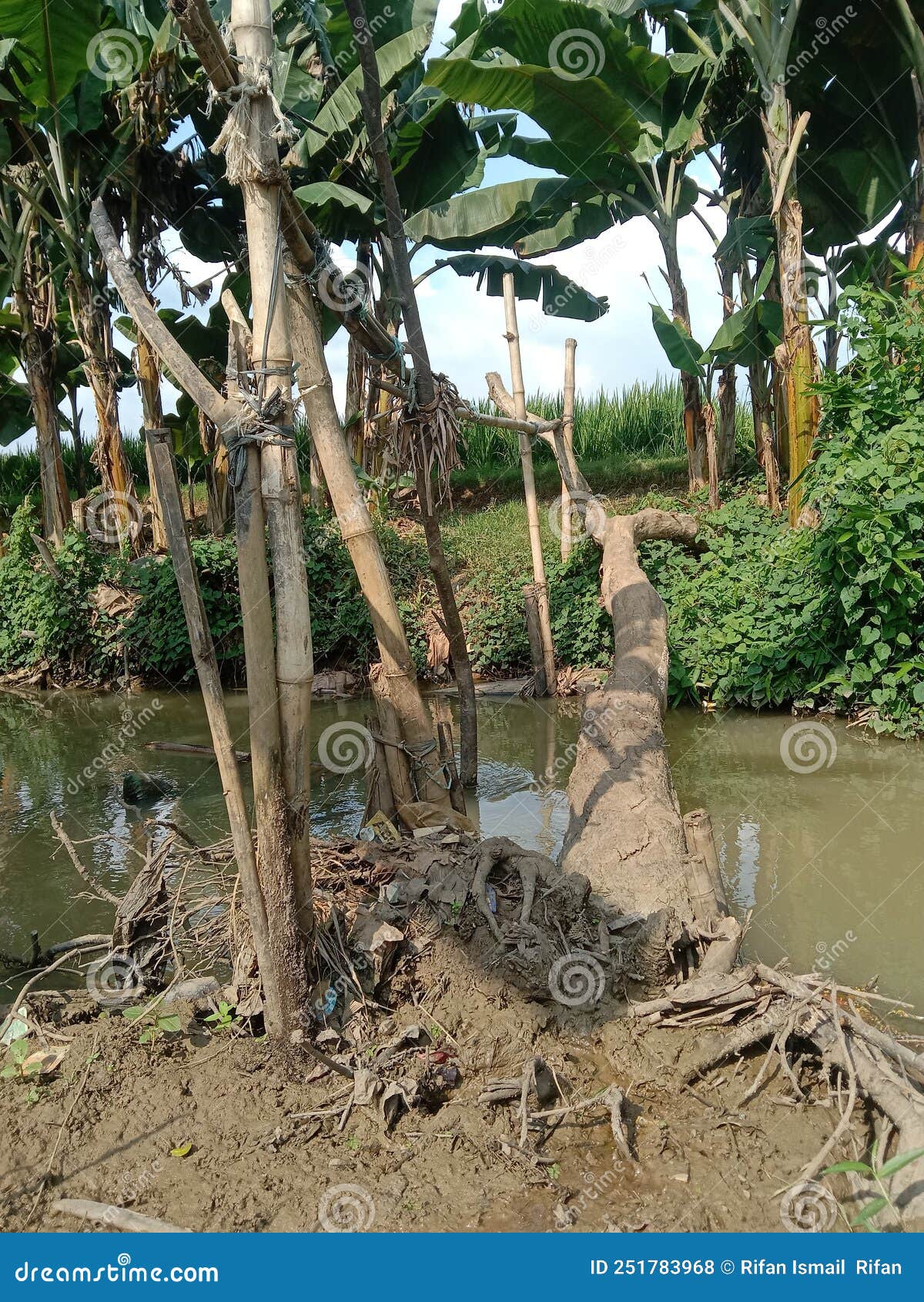 Simple Bridge Made of Tree Wood Stock Photo - Image of simple, bridge ...