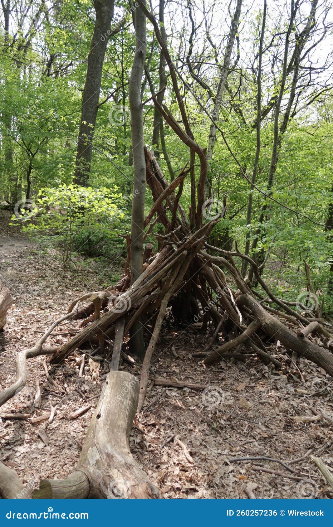Simple Bushcraft Shelter Made of Sticks, Logs and Branches Surrounded ...
