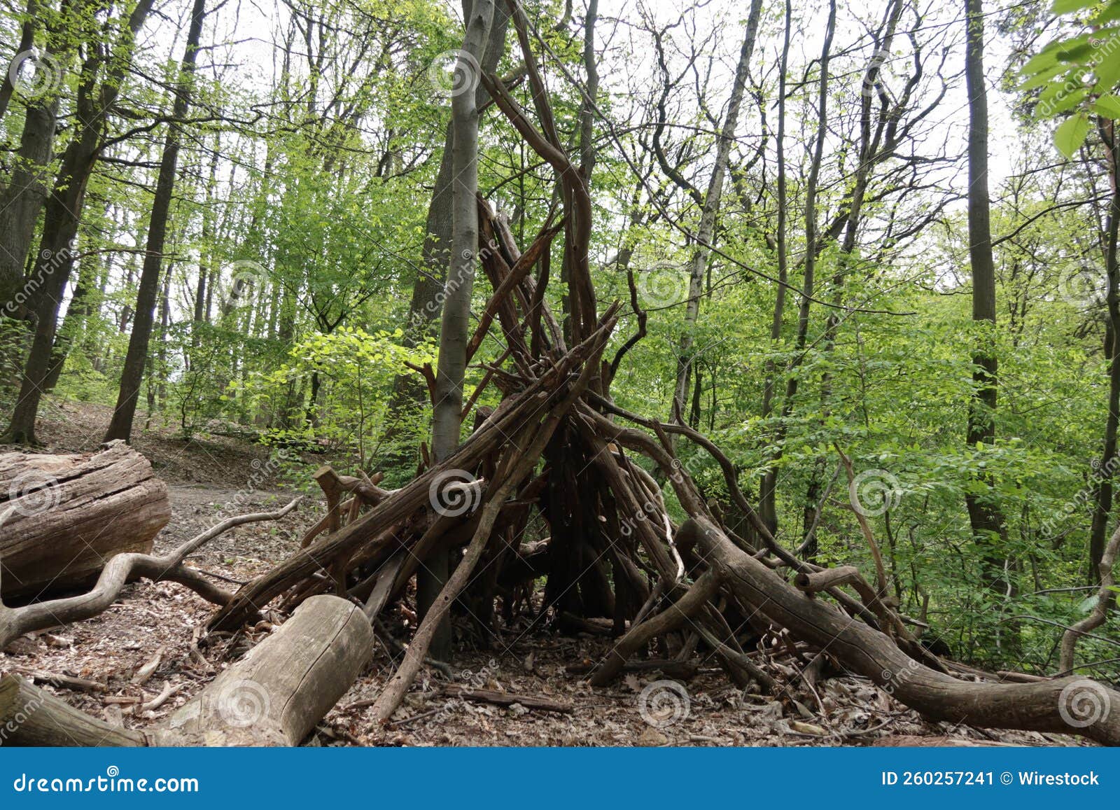 Simple Bushcraft Shelter Made of Sticks, Logs and Branches Surrounded ...
