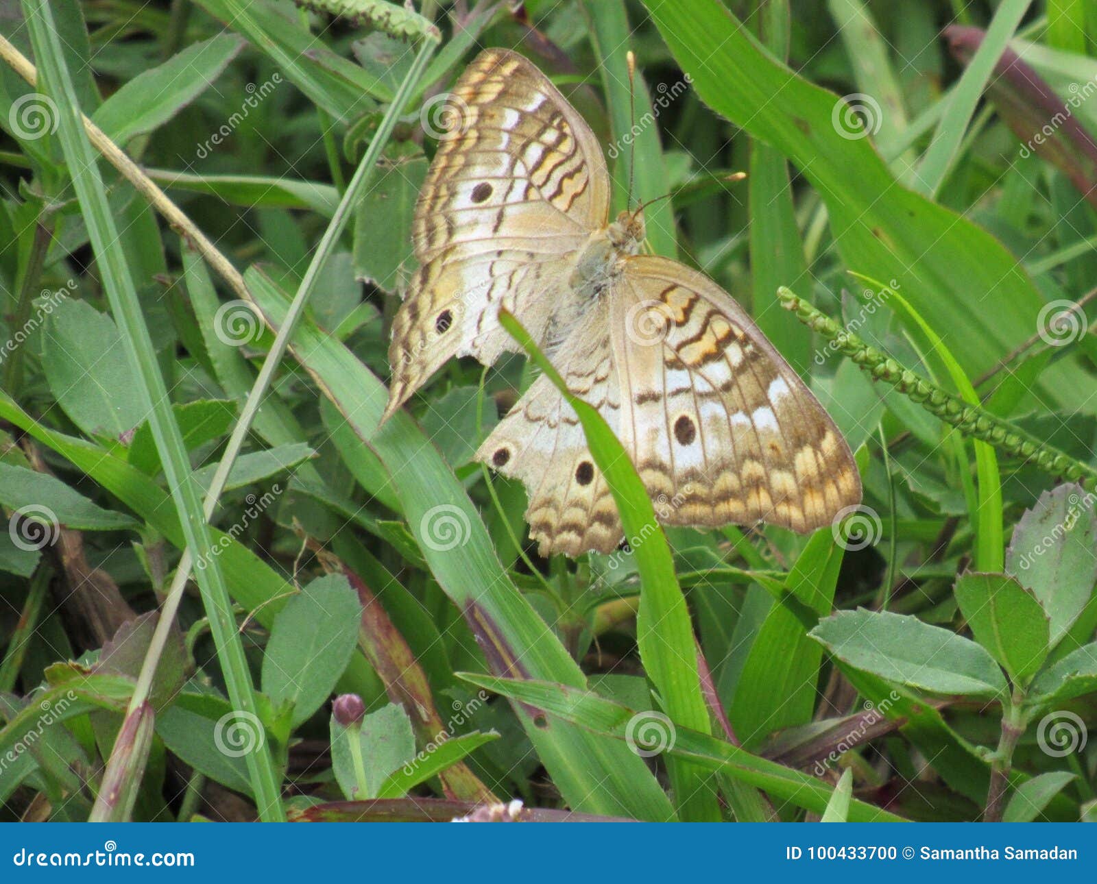Butterfly stock photo. Image of butterfly, nature, animal - 100433700