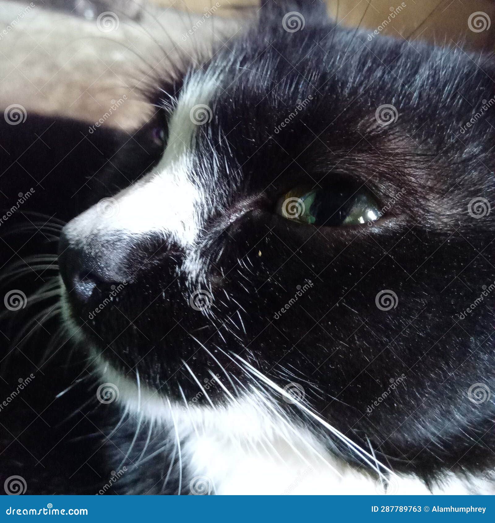 Simple Cat Photography at Night and Cute Stock Image - Image of simple ...