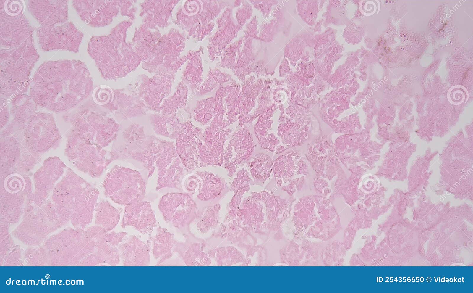 Simple-cell of Egg of Frog Filmed in Static Under Microscope with 200x ...