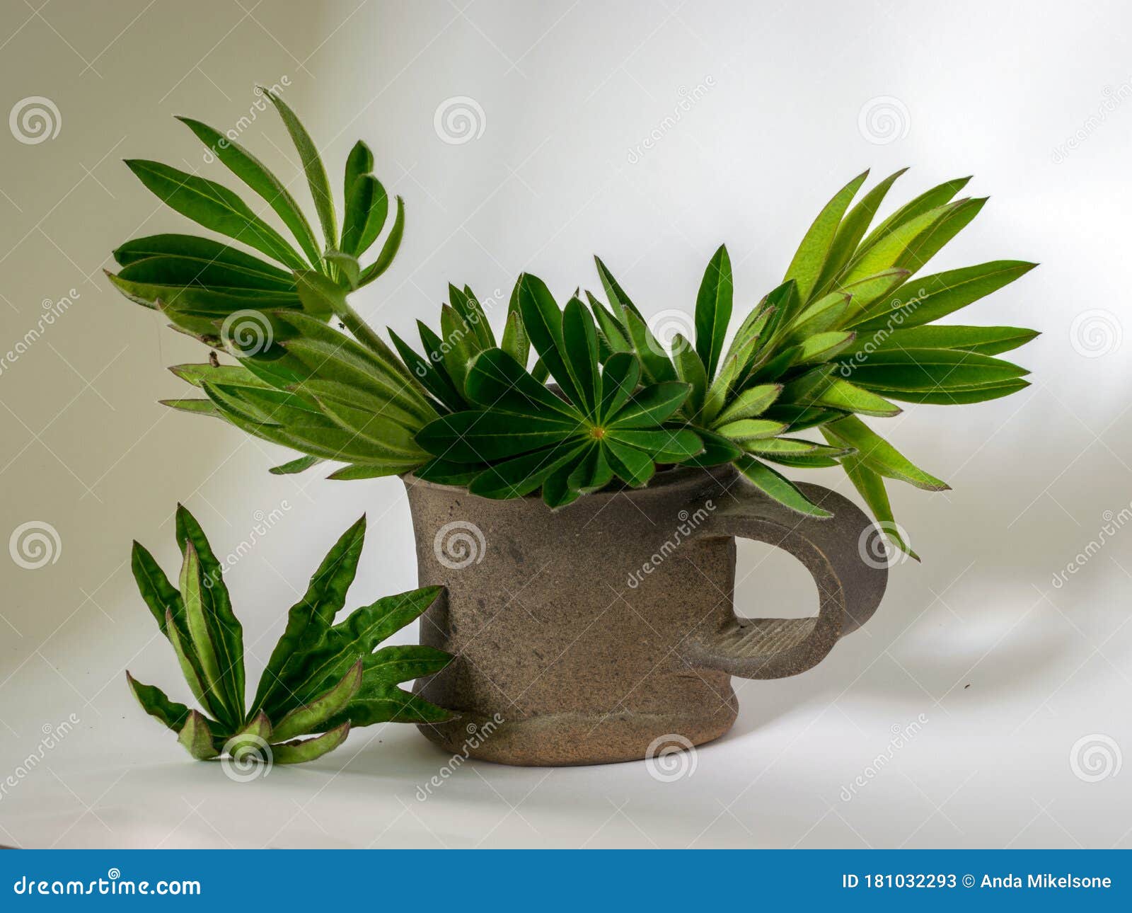 A Simple Clay Mug And The First Green Spring Plants, Monochrome ...
