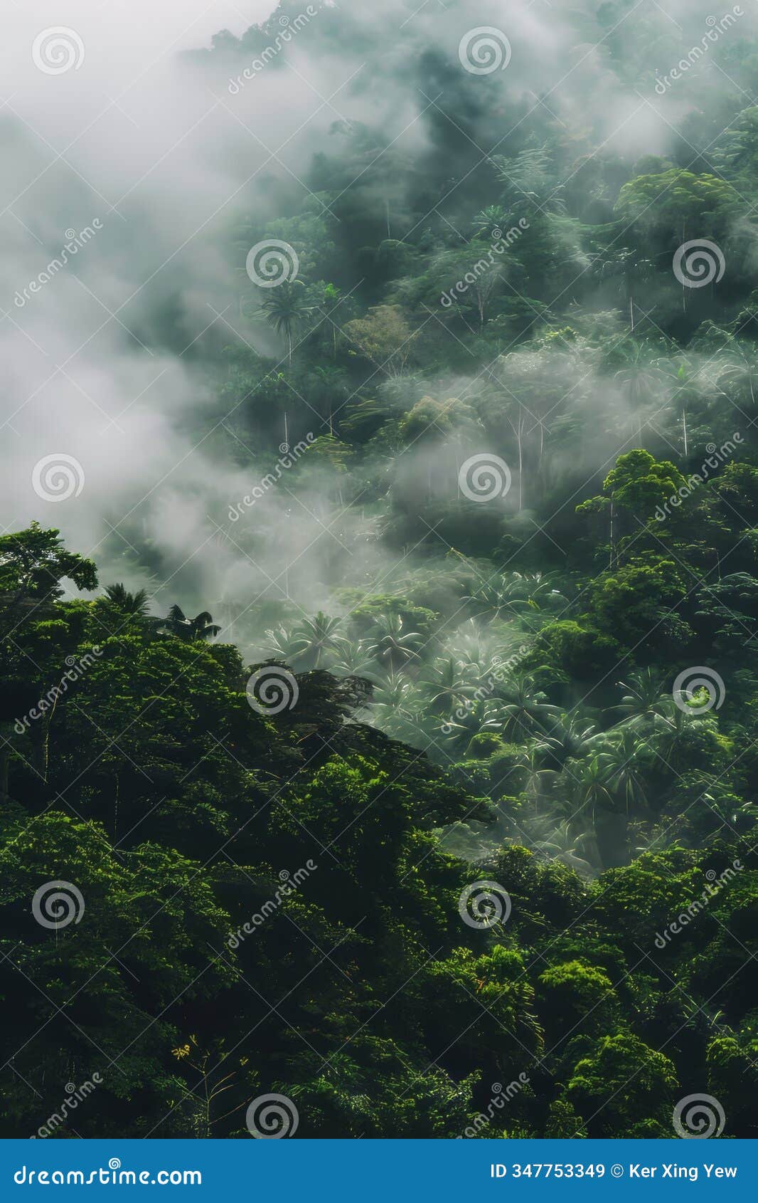 Simple, Clean View of Rainforest. Stock Illustration - Illustration of ...