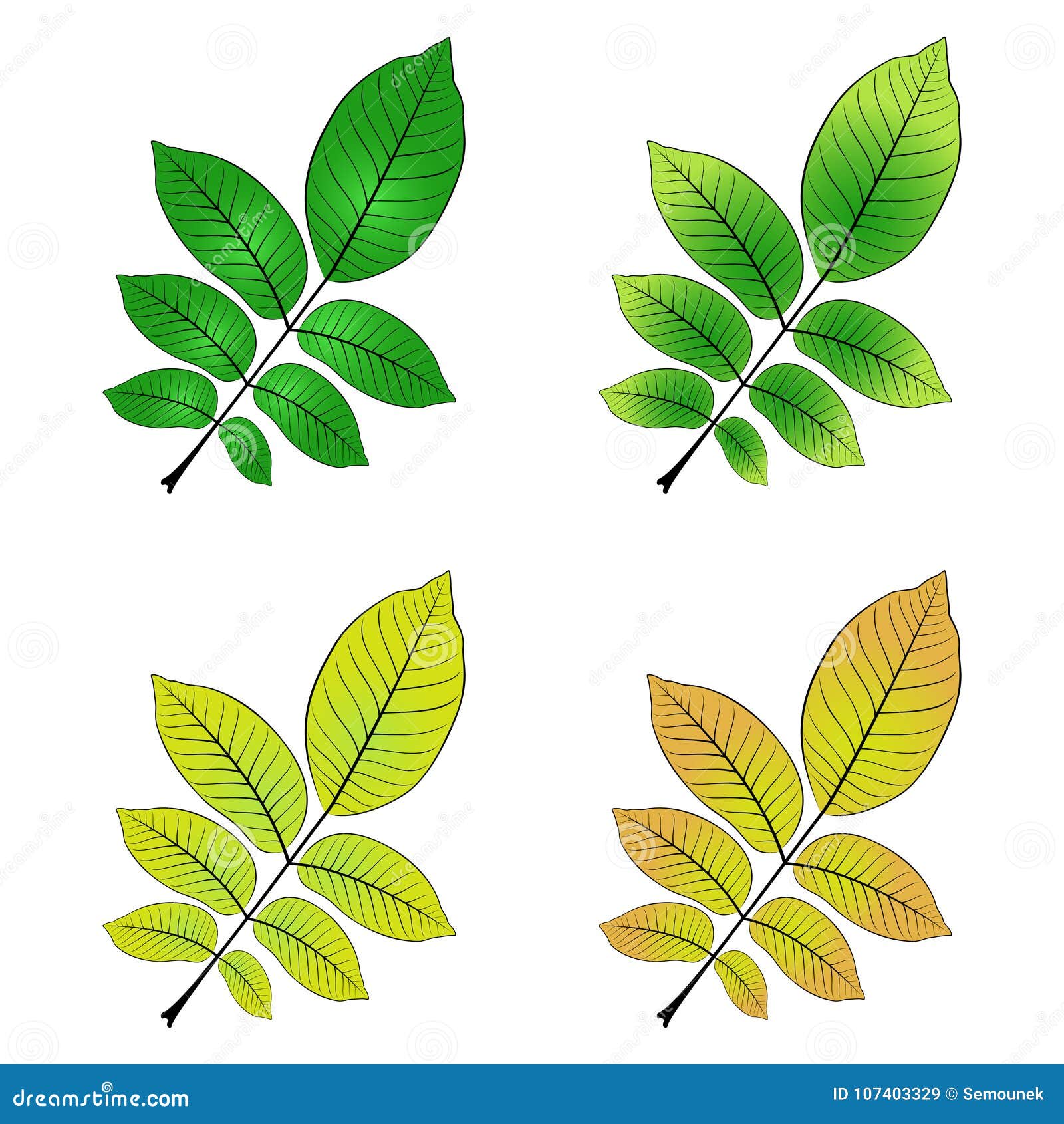 Color Variations Vector Illustration of Walnut Leaf Stock Vector ...