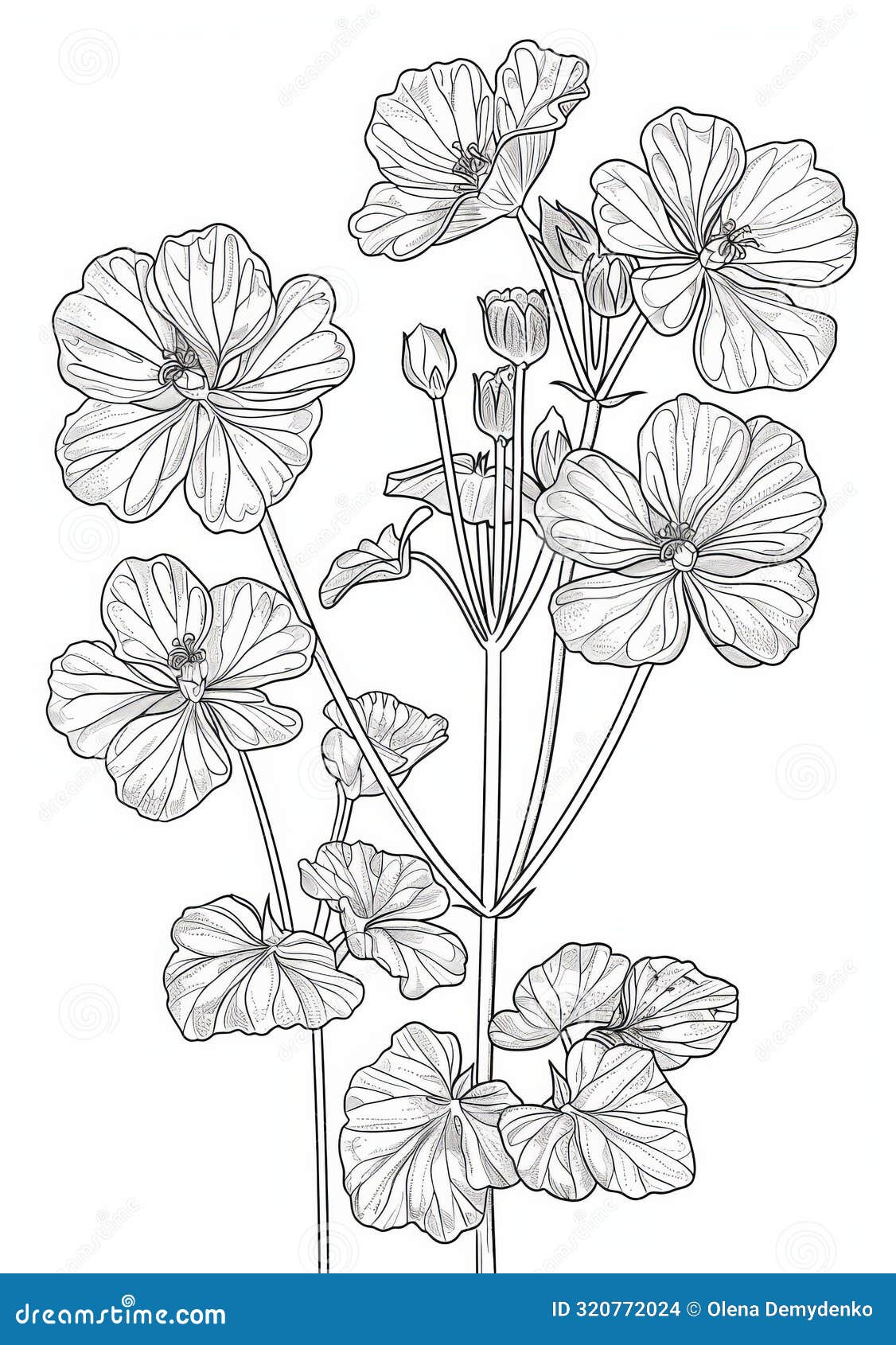 A Simple Coloring Page Featuring a Single Stem of Geranium Flowers ...