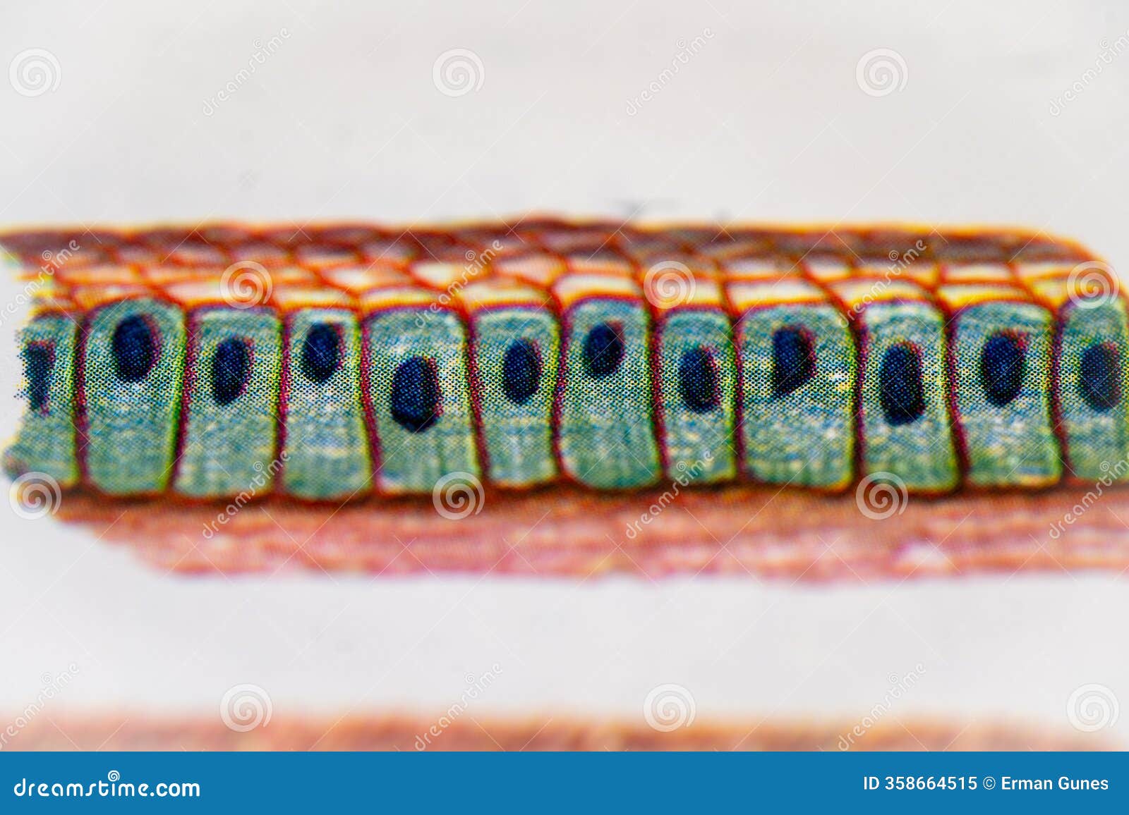 Simple Columnar in an Anatomical Illustration Stock Image - Image of ...