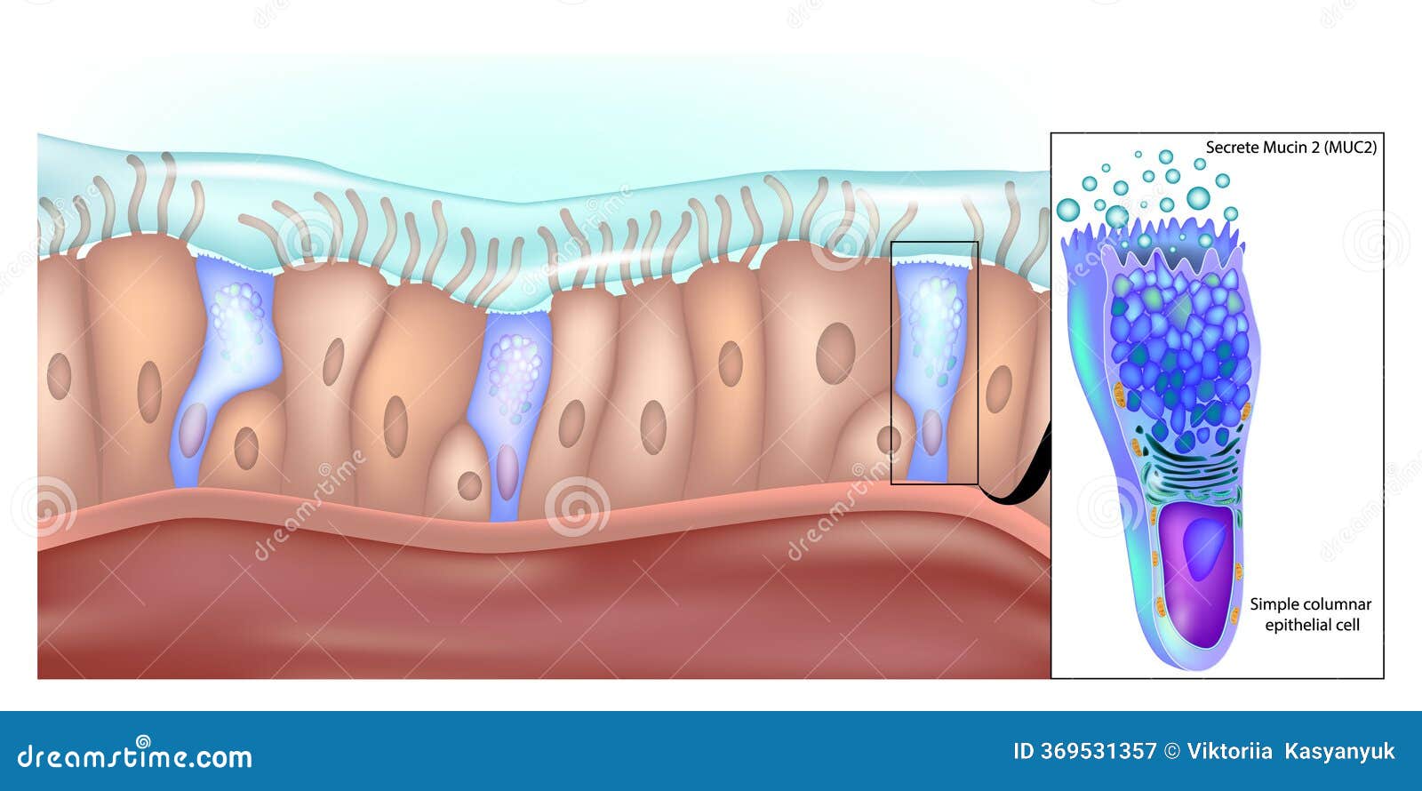 Simple Gastrointestinal Illustration Of Bowel Internal System. Healthy ...