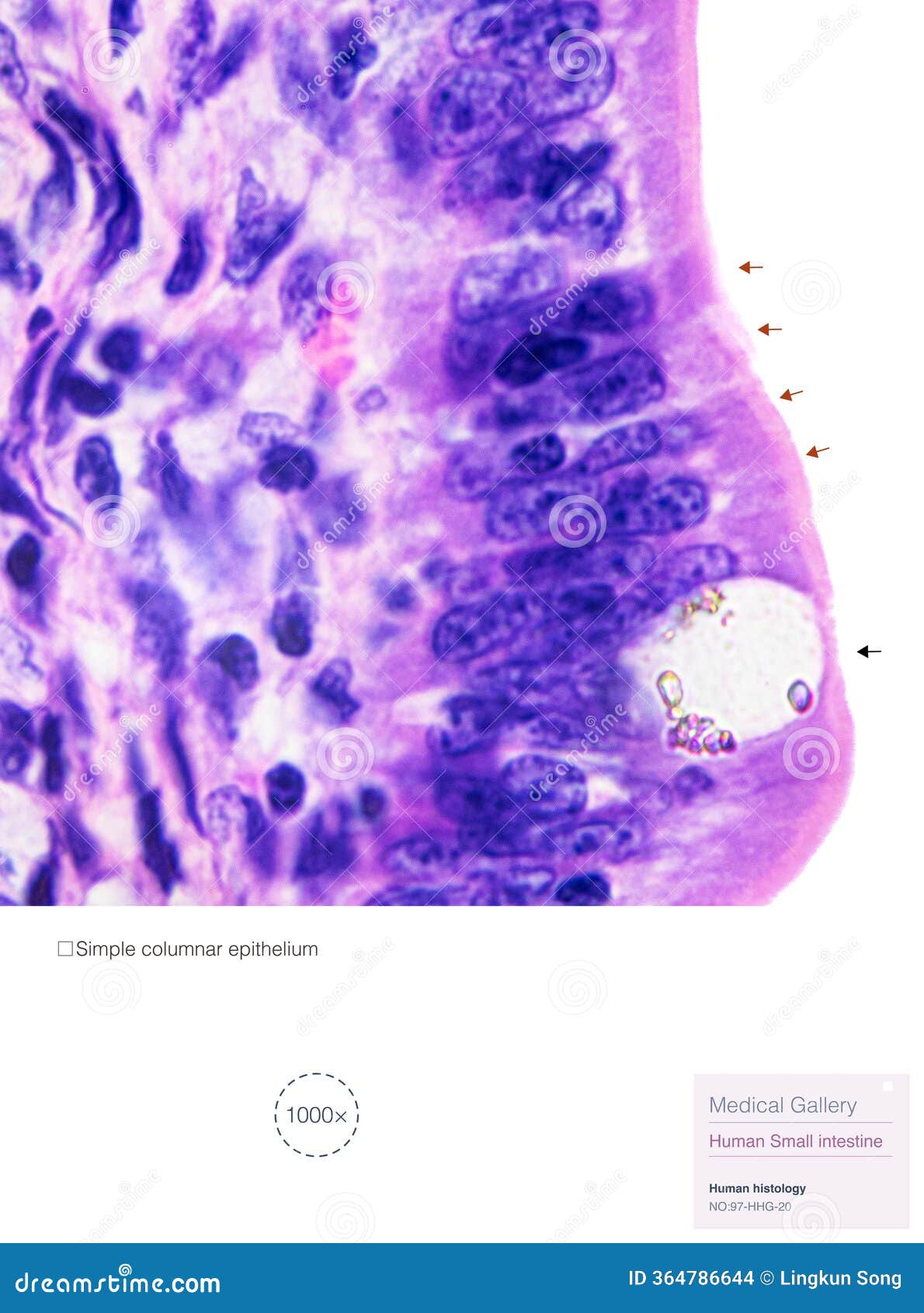 Simple Columnar Epithelium Stock Photo | CartoonDealer.com #364786644