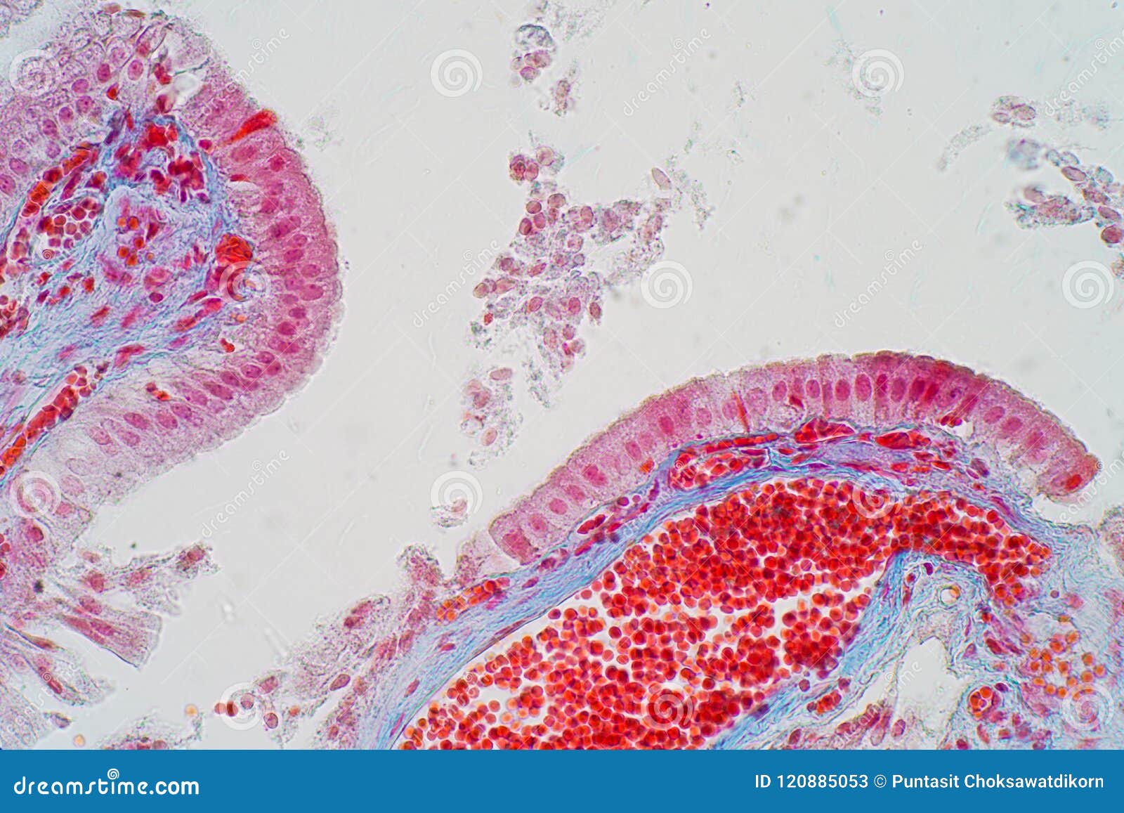 Simple Columnar Epithelium Small Intestine