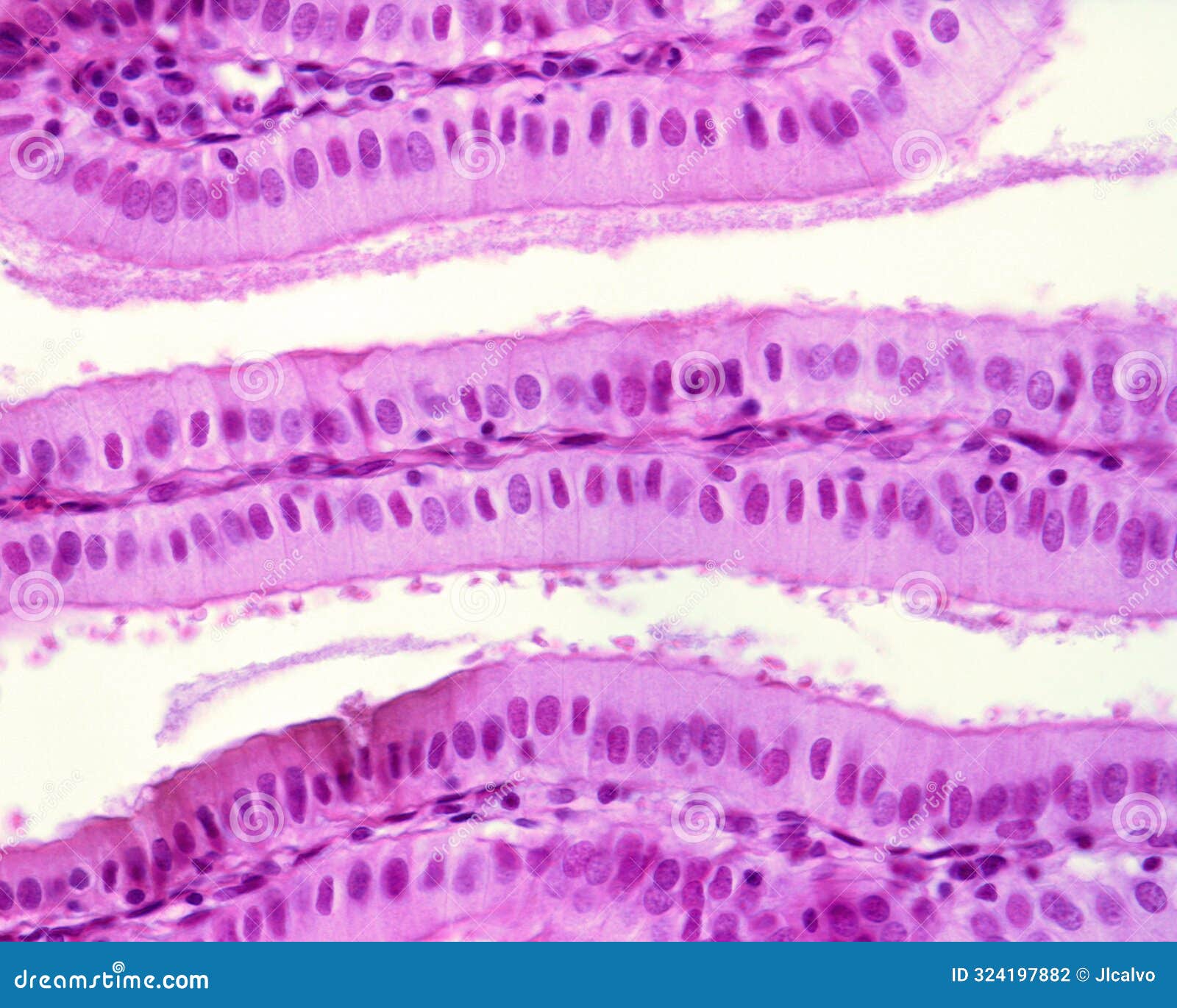 Simple columnar epithelium stock photo. Image of epithelium - 324197882