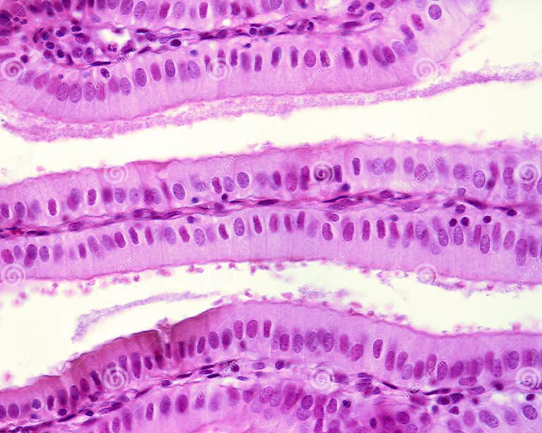 Simple columnar epithelium stock photo. Image of epithelium - 324197882