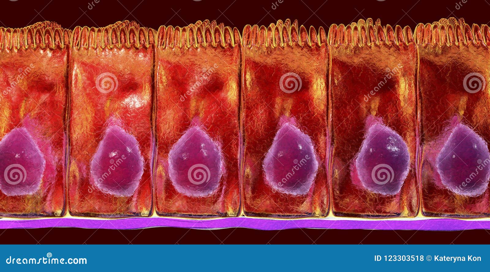 Simple Columnar Epithelium / Epithelial Tissue Vector Illustration ...