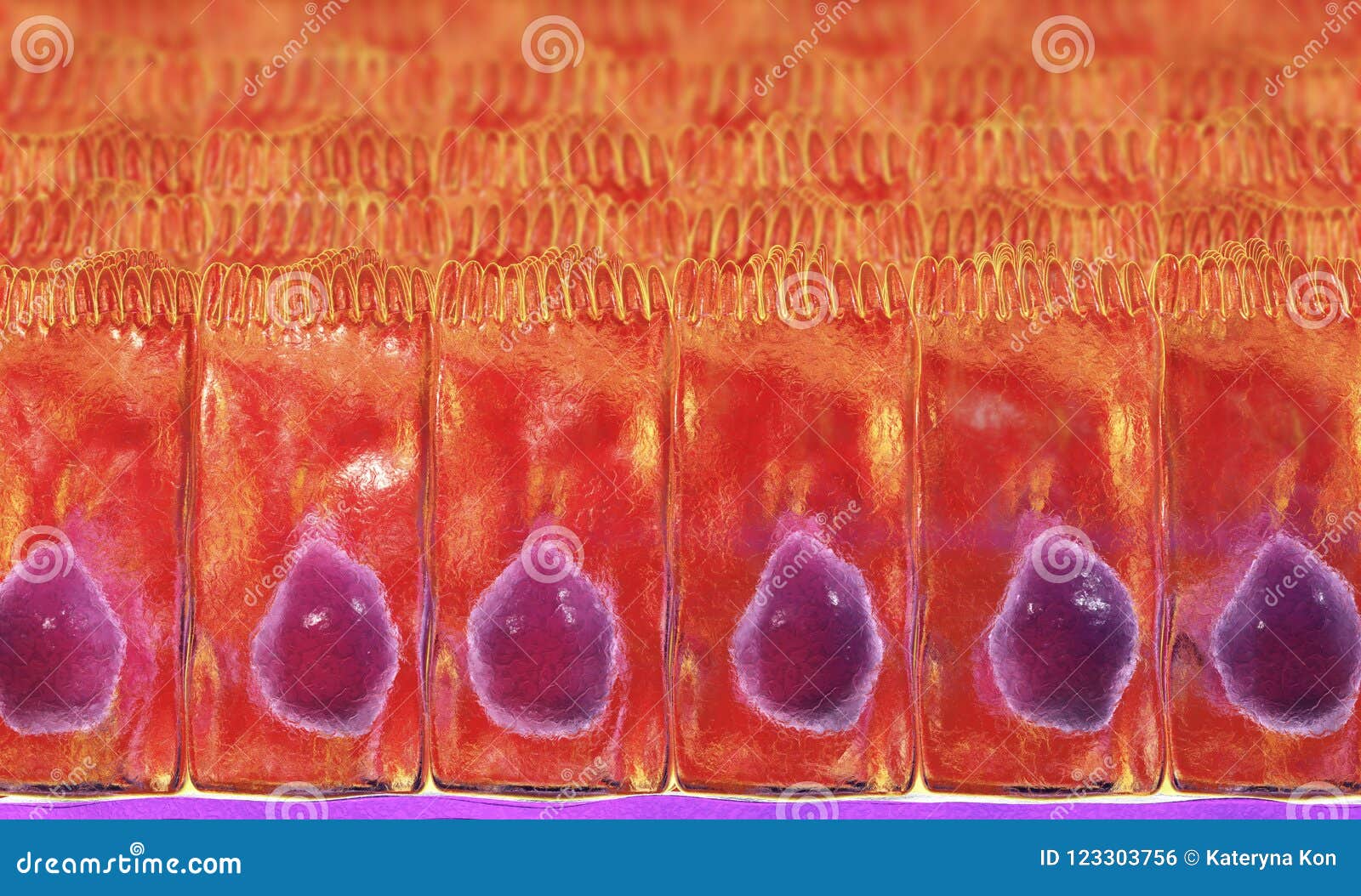 Columnar Legs Meaning at Declan Thwaites blog