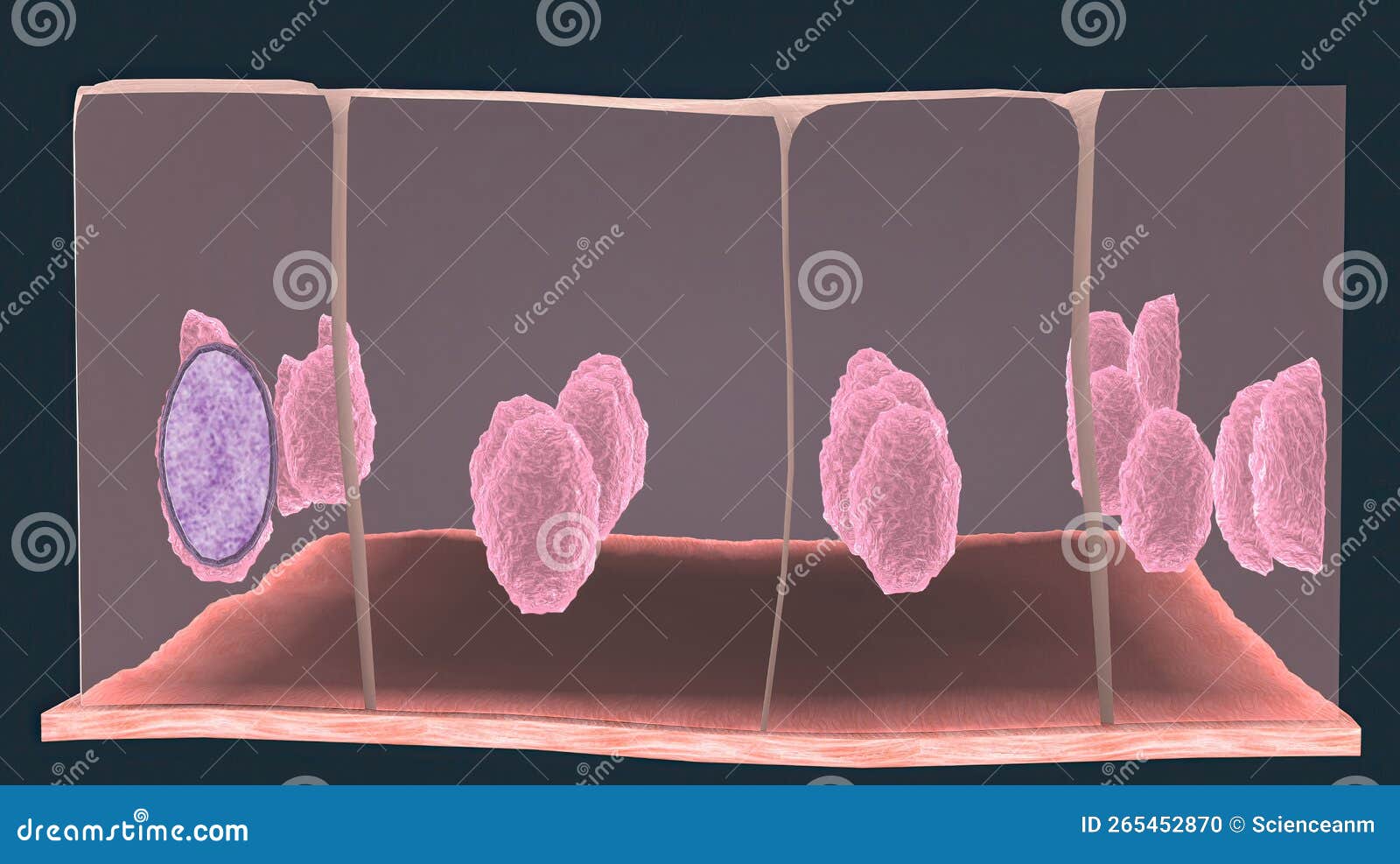 In Humans, Simple Columnar Epithelium Lines Most Organs of the ...