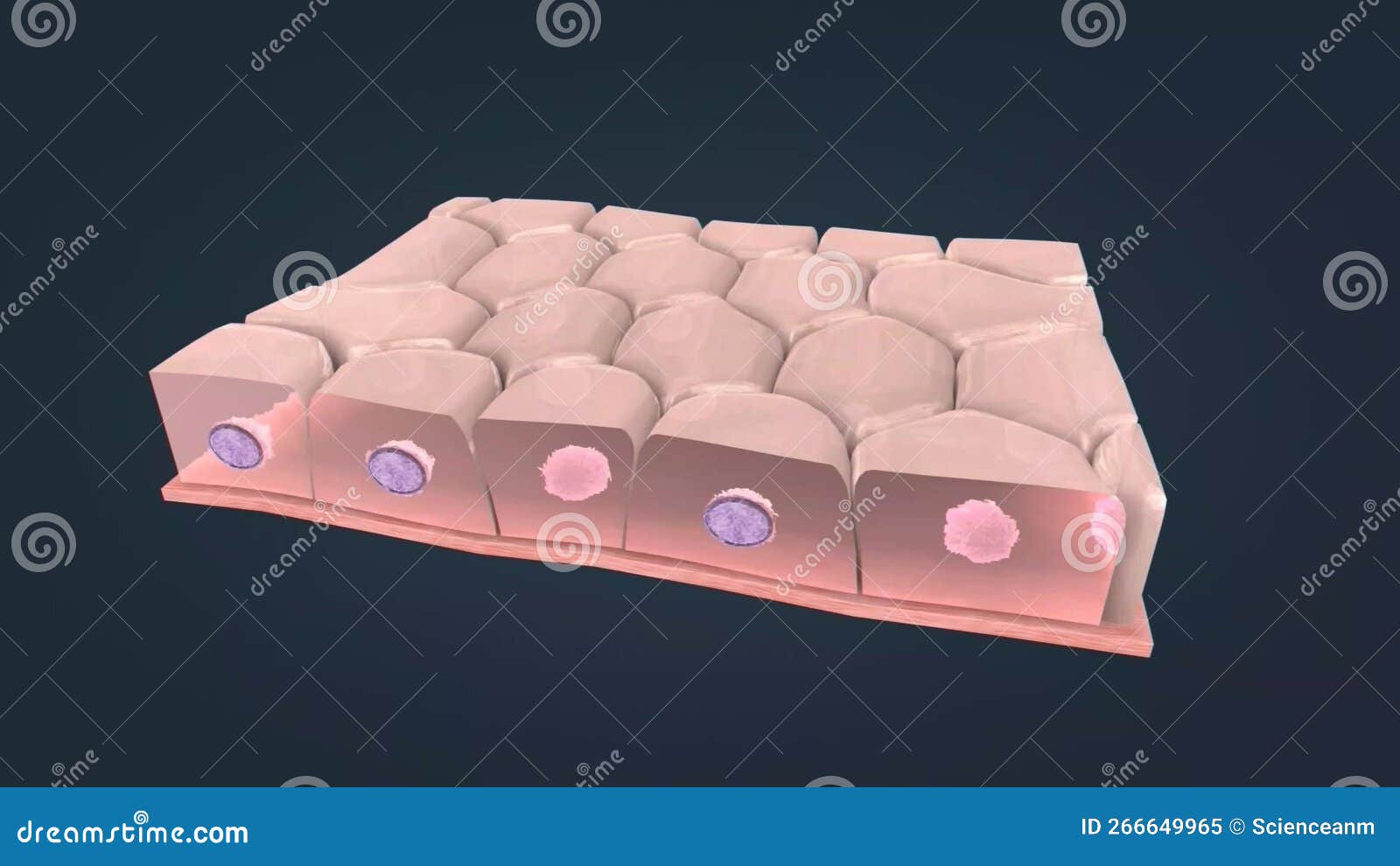 In Humans, Simple Columnar Epithelium Lines Most Organs of the ...