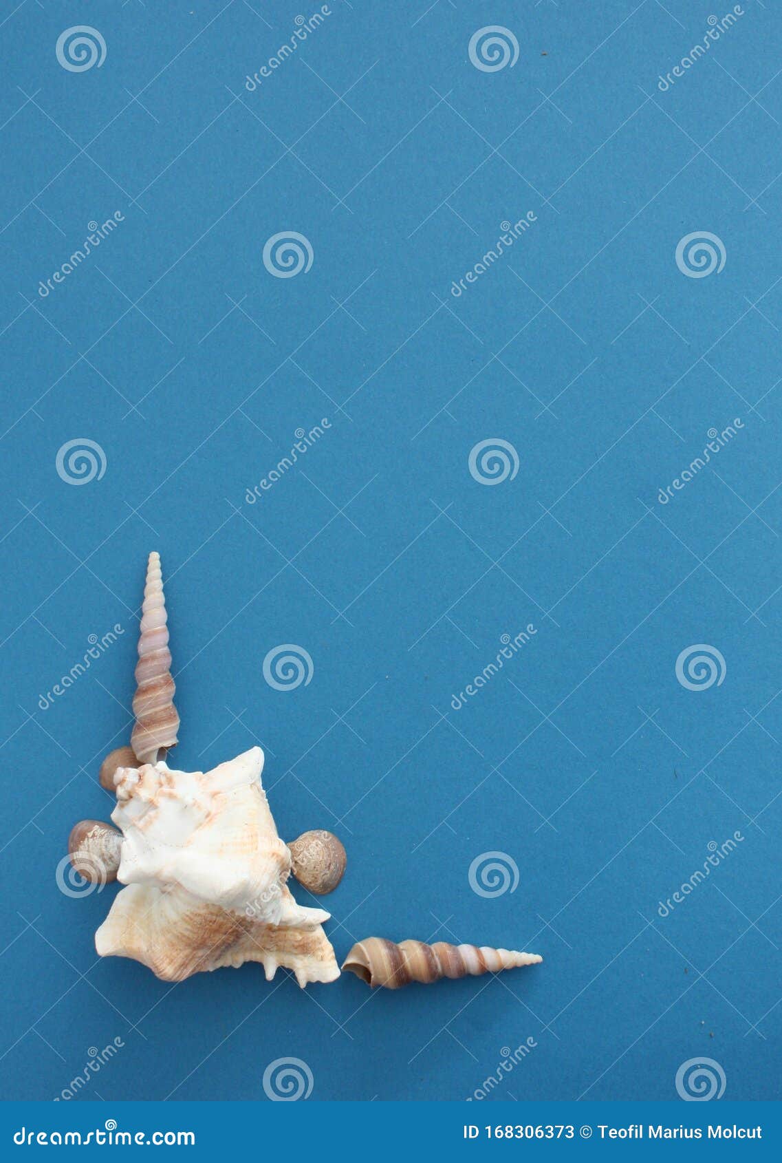 Simple Corner with Shells on Blue Background Stock Image - Image of ...